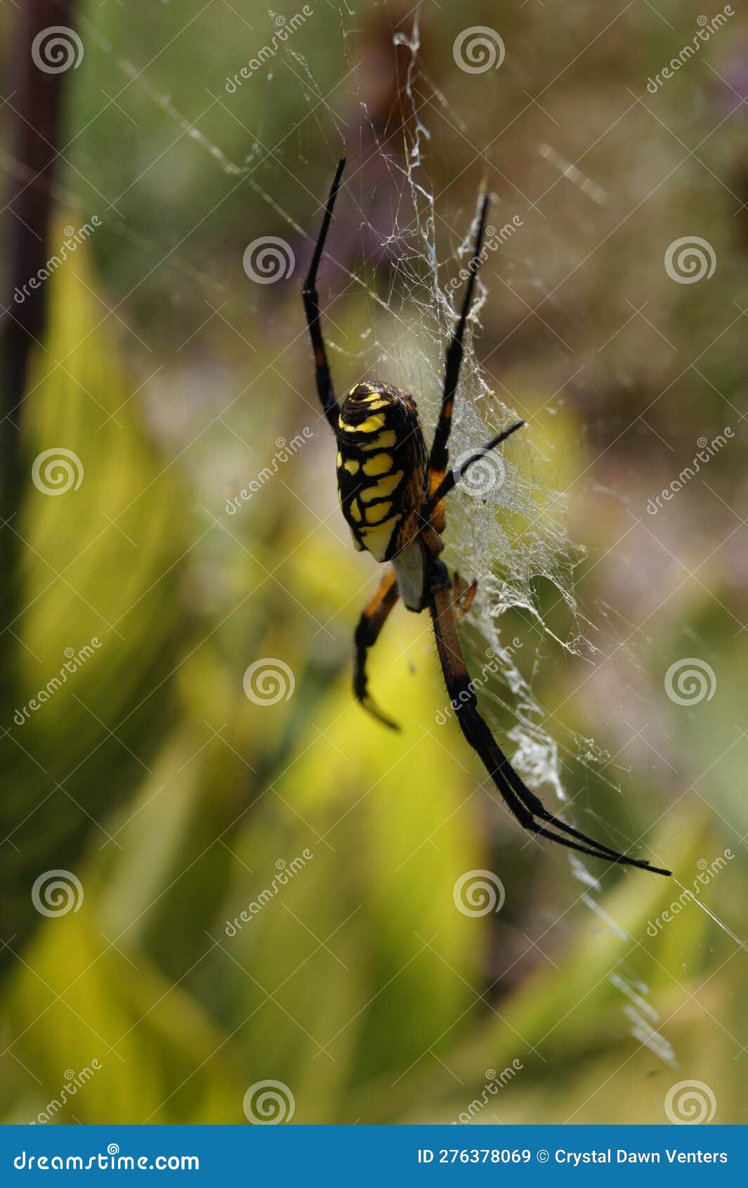 Writing Spider stock image. Image of spider, abdomen - 276378069