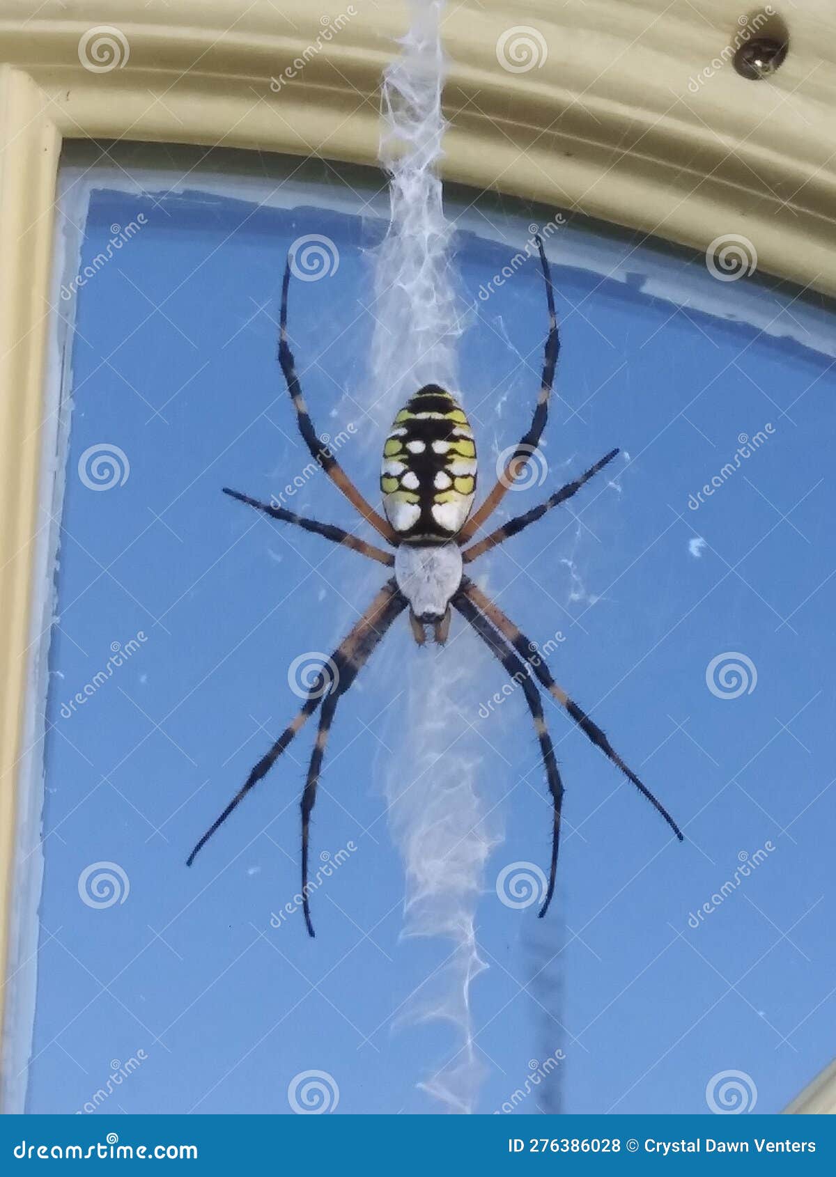 Writing Spider stock photo. Image of aurantia, yellow - 276386028