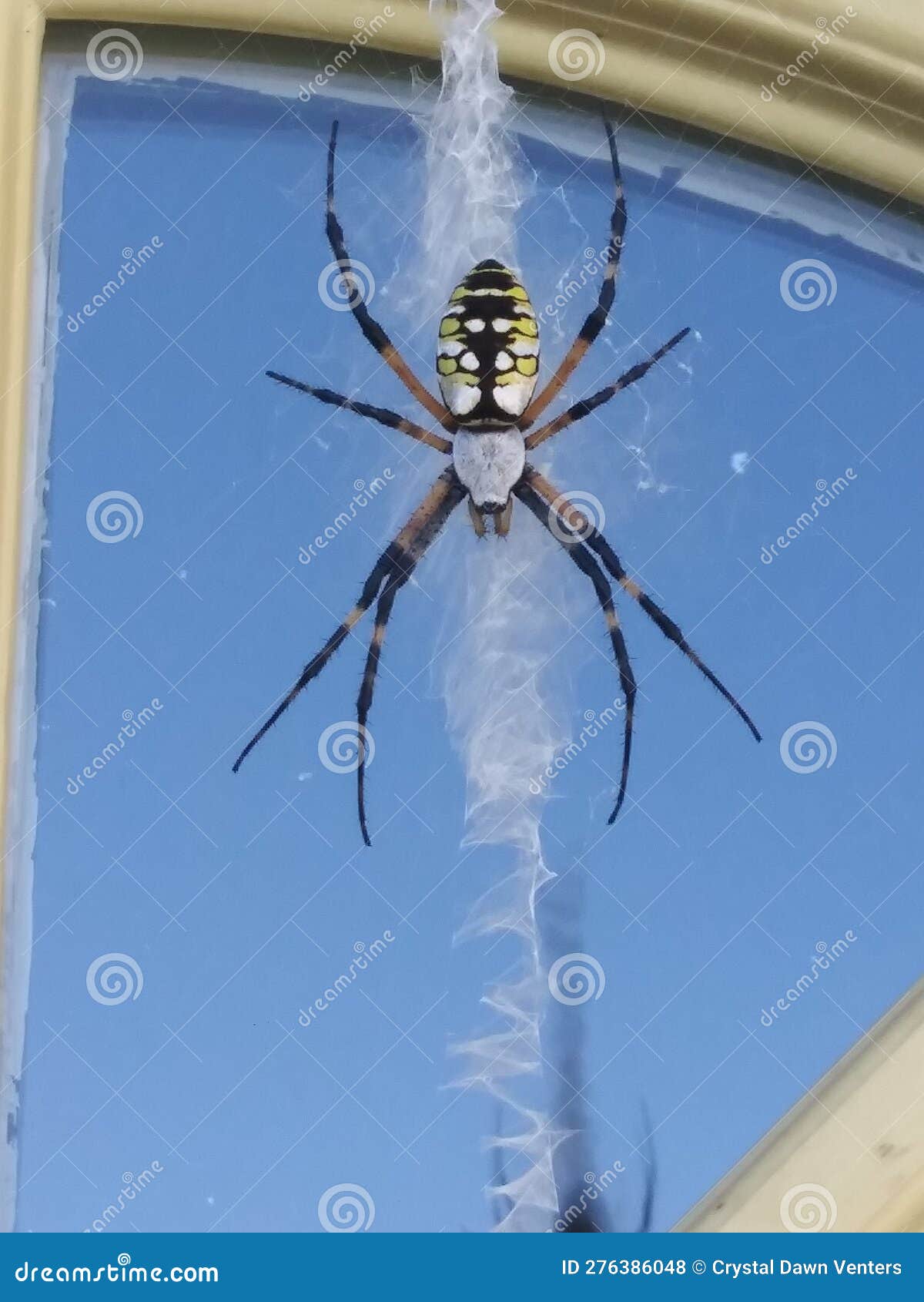 Writing Spider stock photo. Image of argiope, aurantia - 276386048