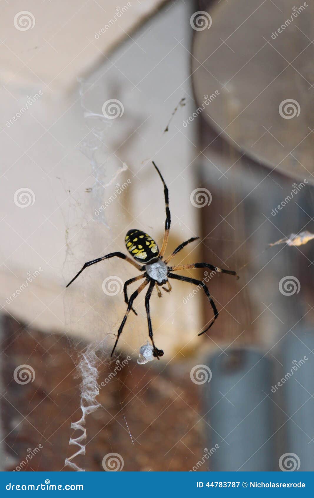 Writing Spider stock image. Image of insect, harmless - 44783787