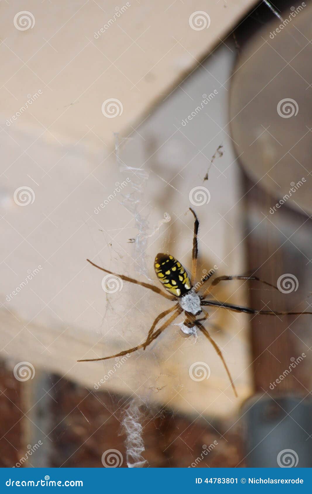 Writing Spider stock image. Image of garden, predator - 44783801