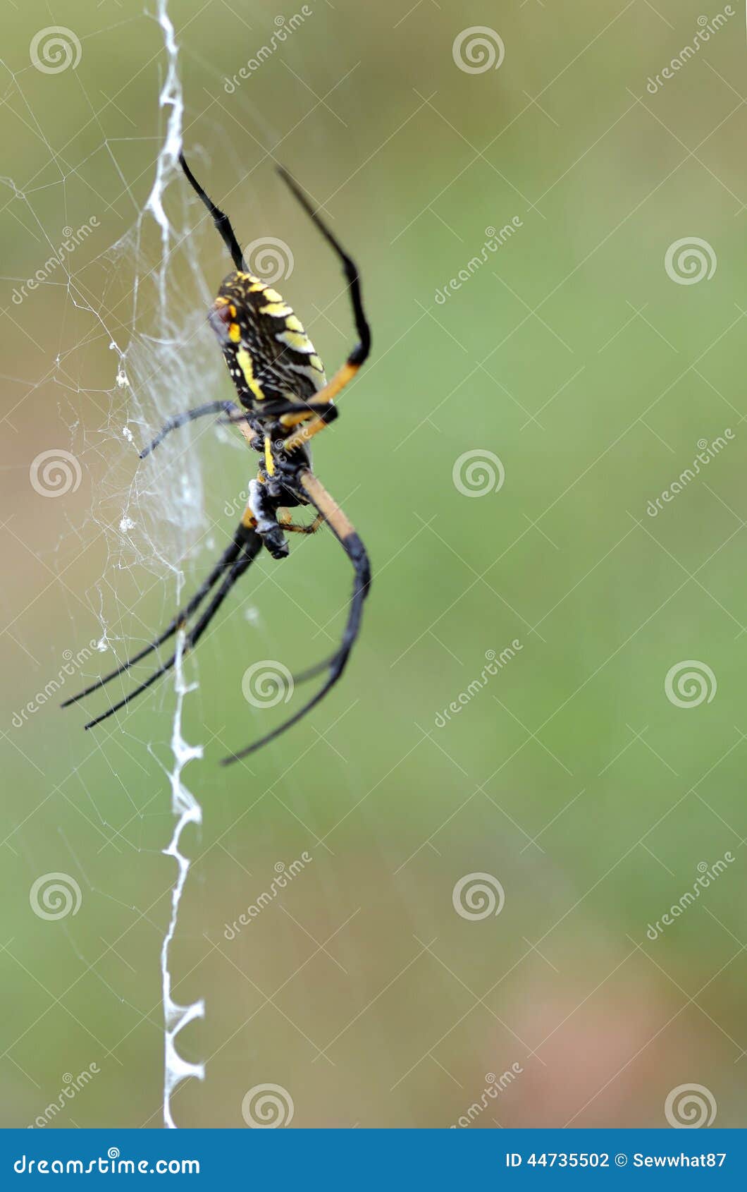 Writing Spider, Side View stock photo. Image of munches - 44735502