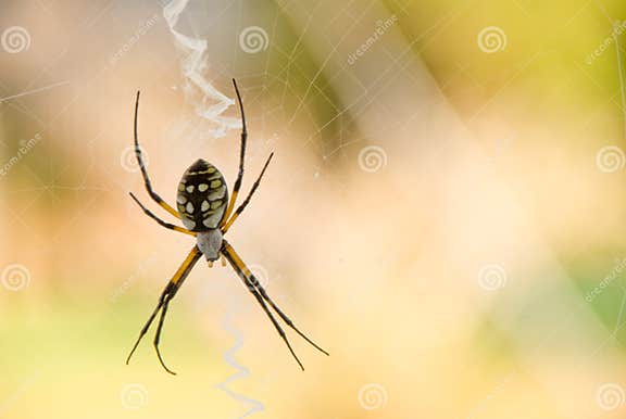 Writing spider in web stock photo. Image of nature, legs - 6546352