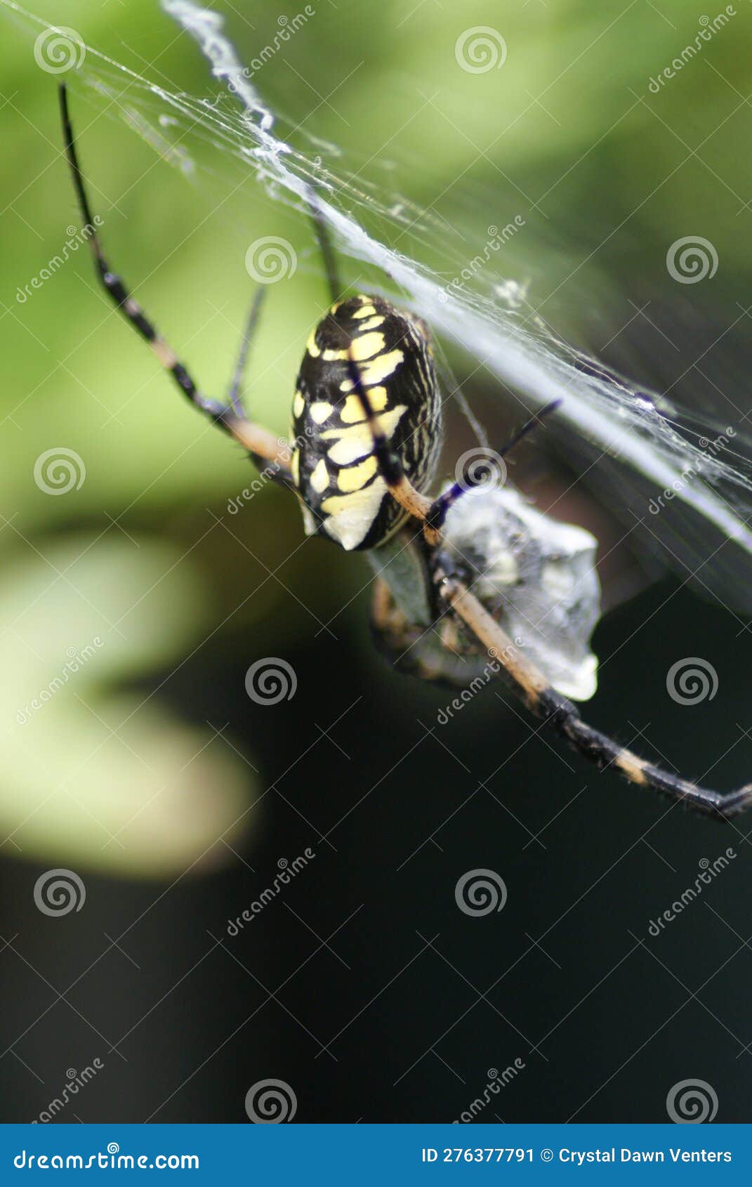 Writing Spider stock image. Image of black, hanging - 276377791