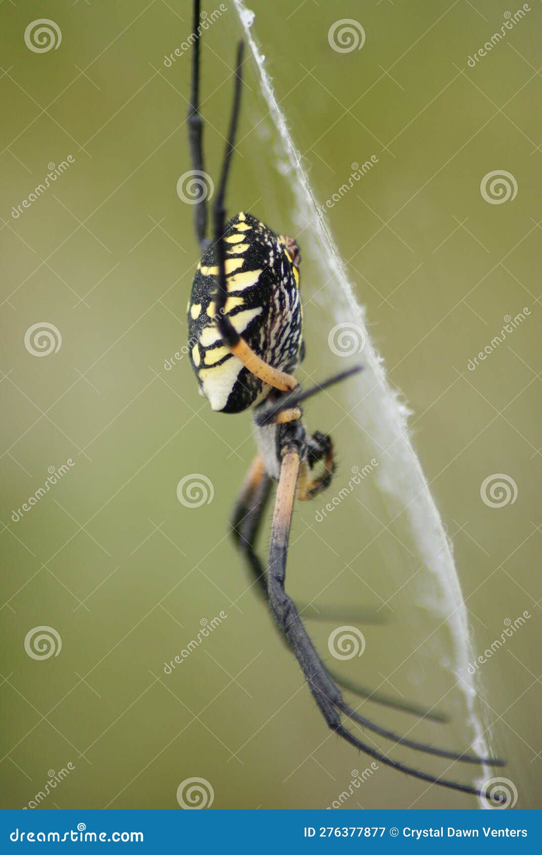 Writing Spider stock image. Image of zigzag, fangs, steeler - 276377877