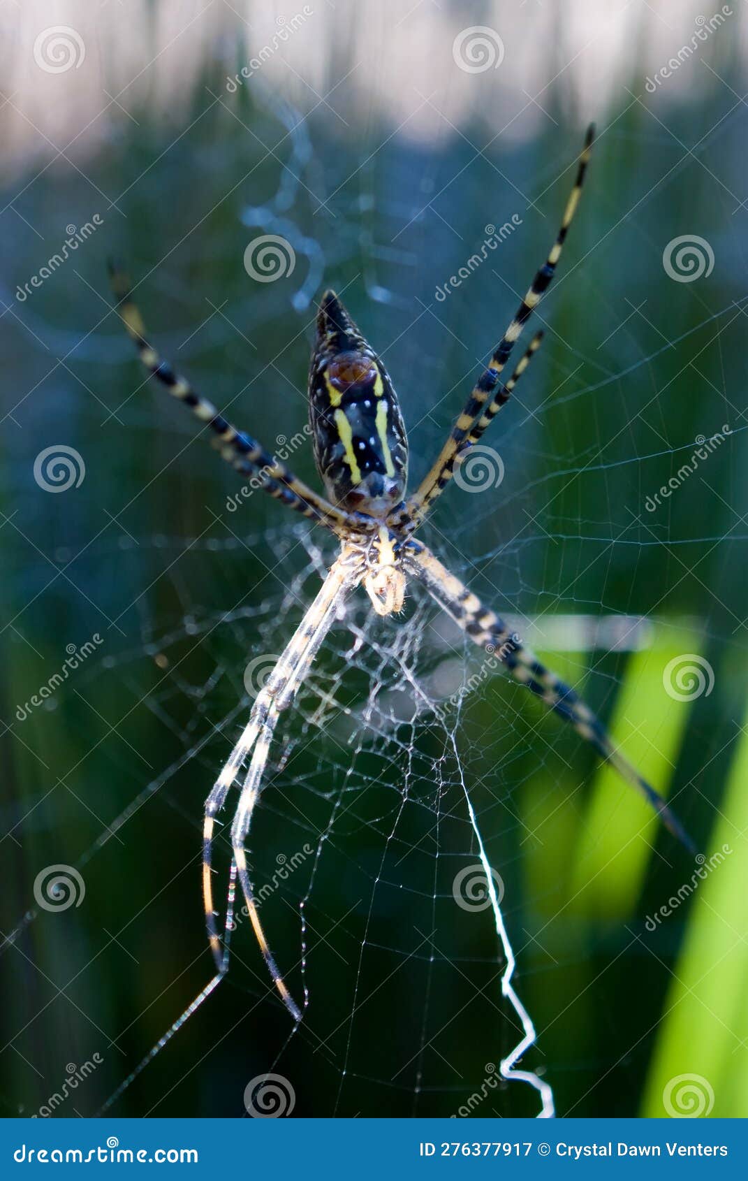 Writing Spider stock image. Image of zigzag, writing - 276377917