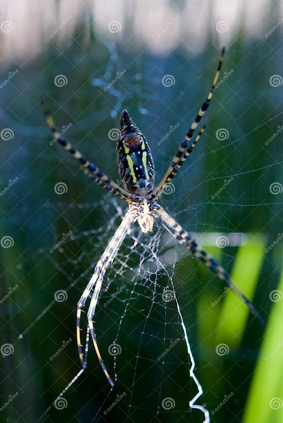 Writing Spider stock image. Image of zigzag, writing - 276377917