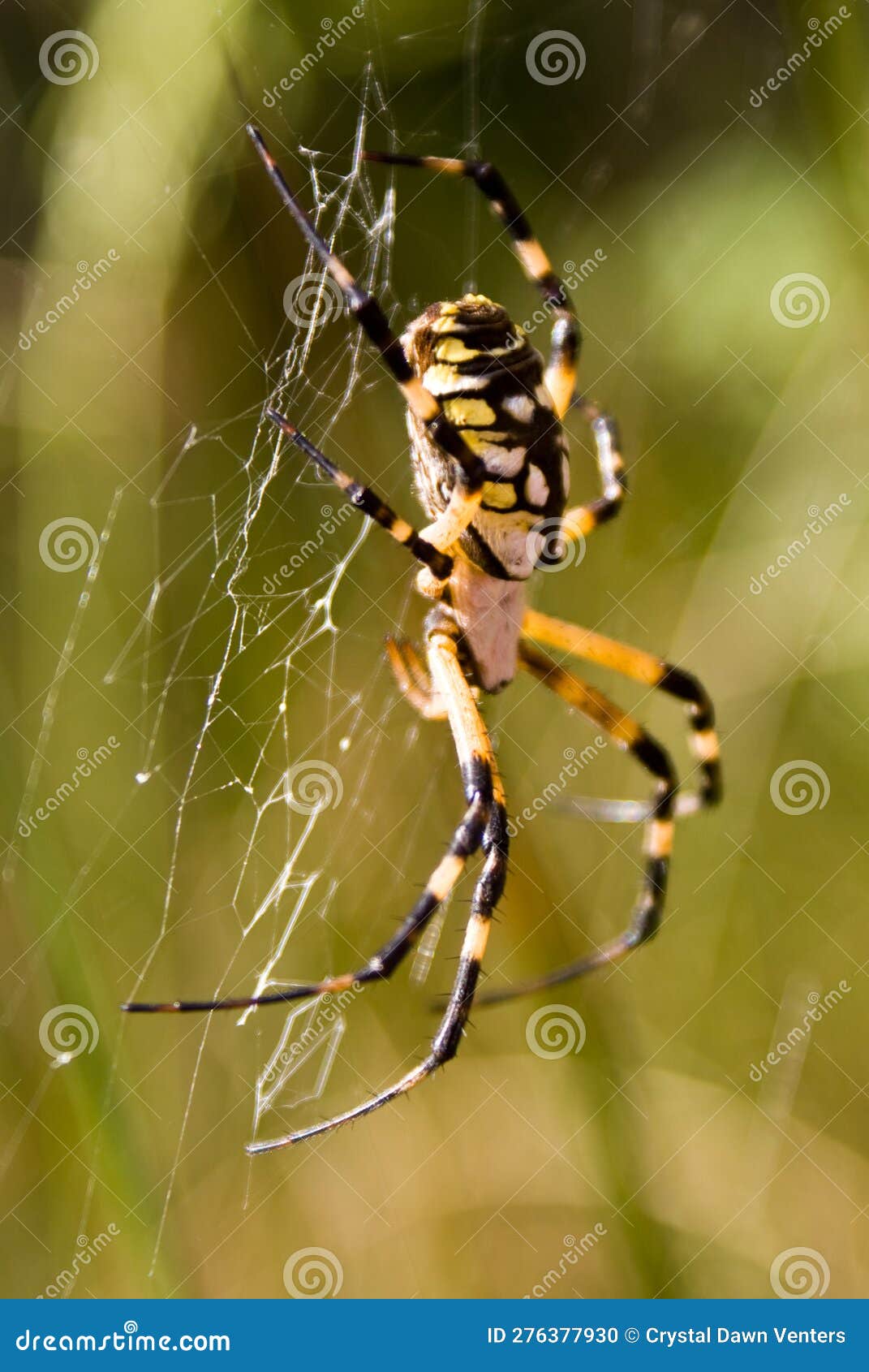 Writing Spider stock photo. Image of animal, aurantia - 276377930