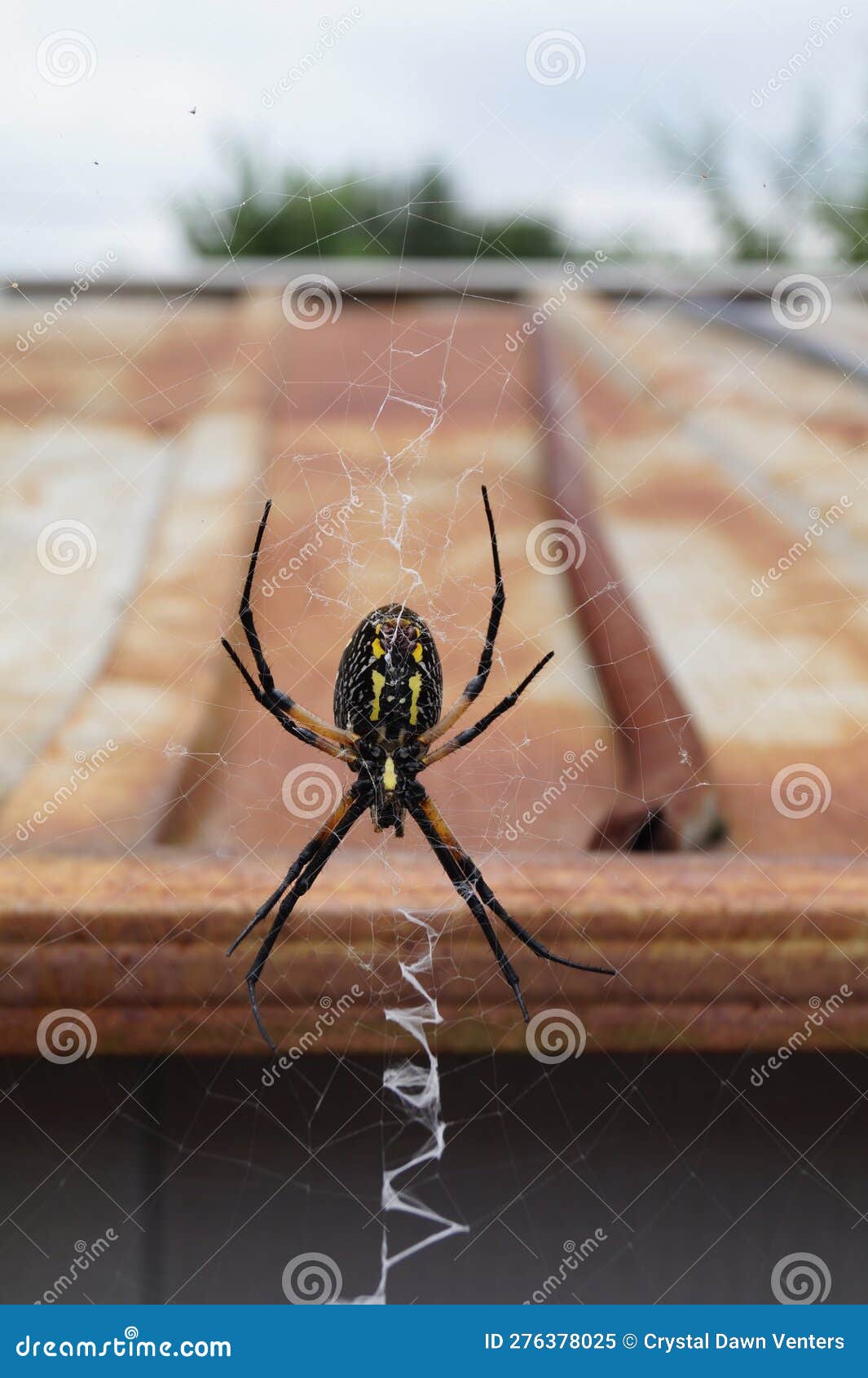 Writing Spider stock image. Image of mckinley, legs - 276378025