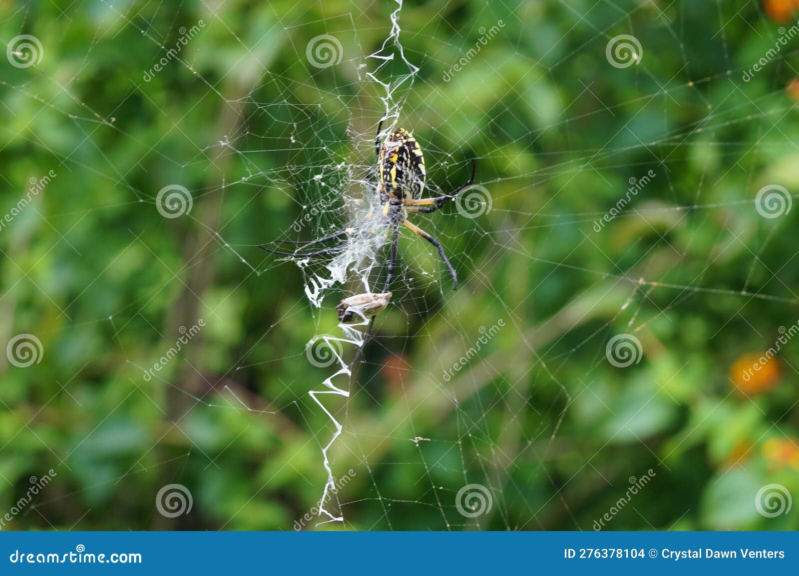 Writing Spider stock photo. Image of garden, common - 276378104
