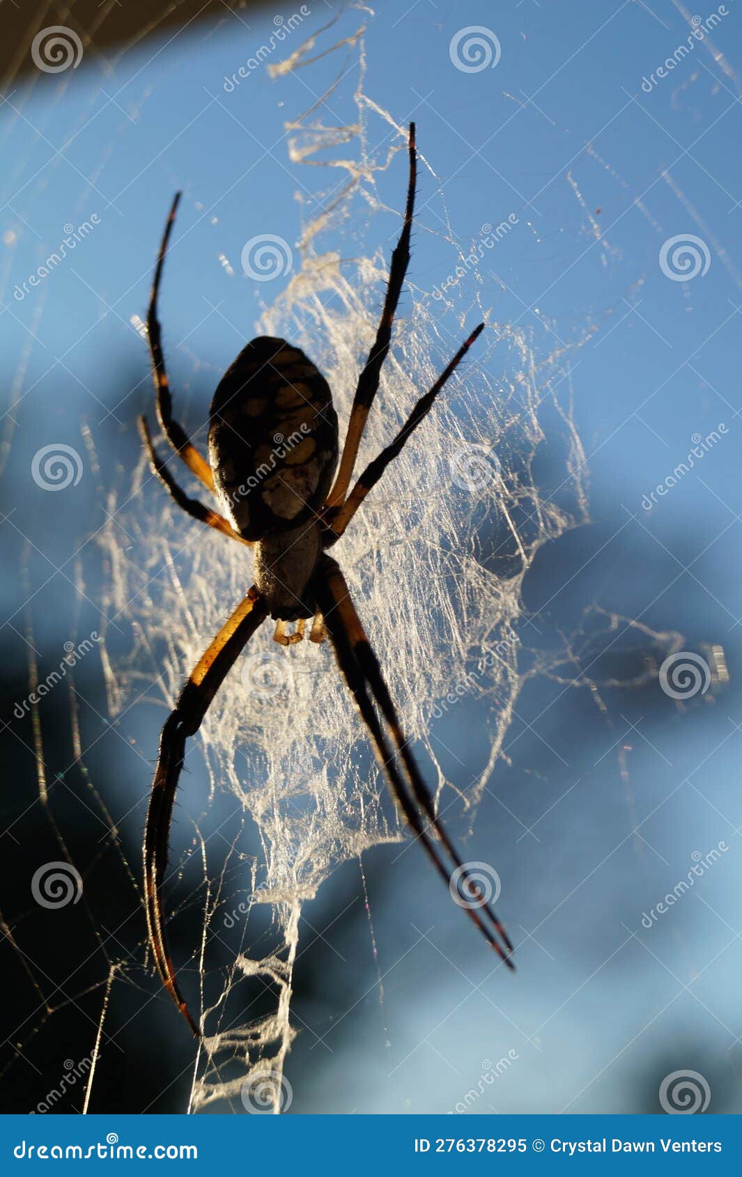 Writing Spider stock image. Image of animal, garden - 276378295