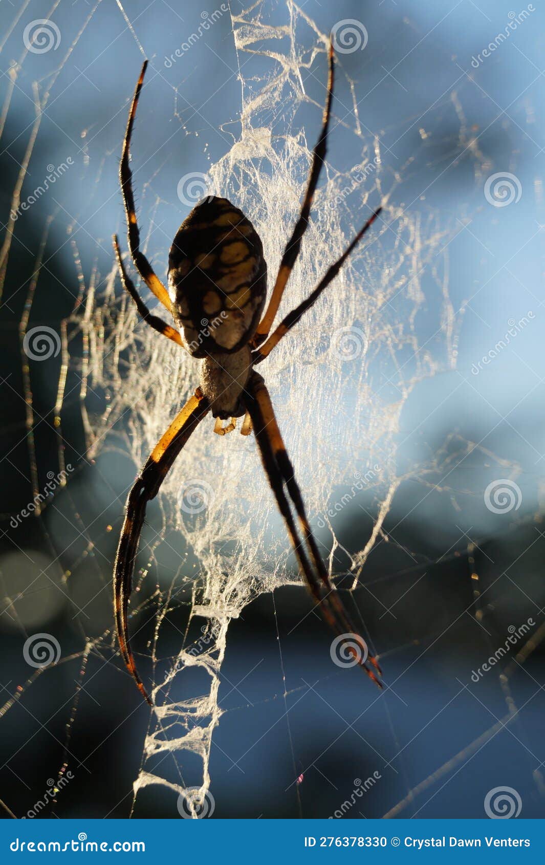 Writing Spider stock photo. Image of zipper, yellow - 276378330