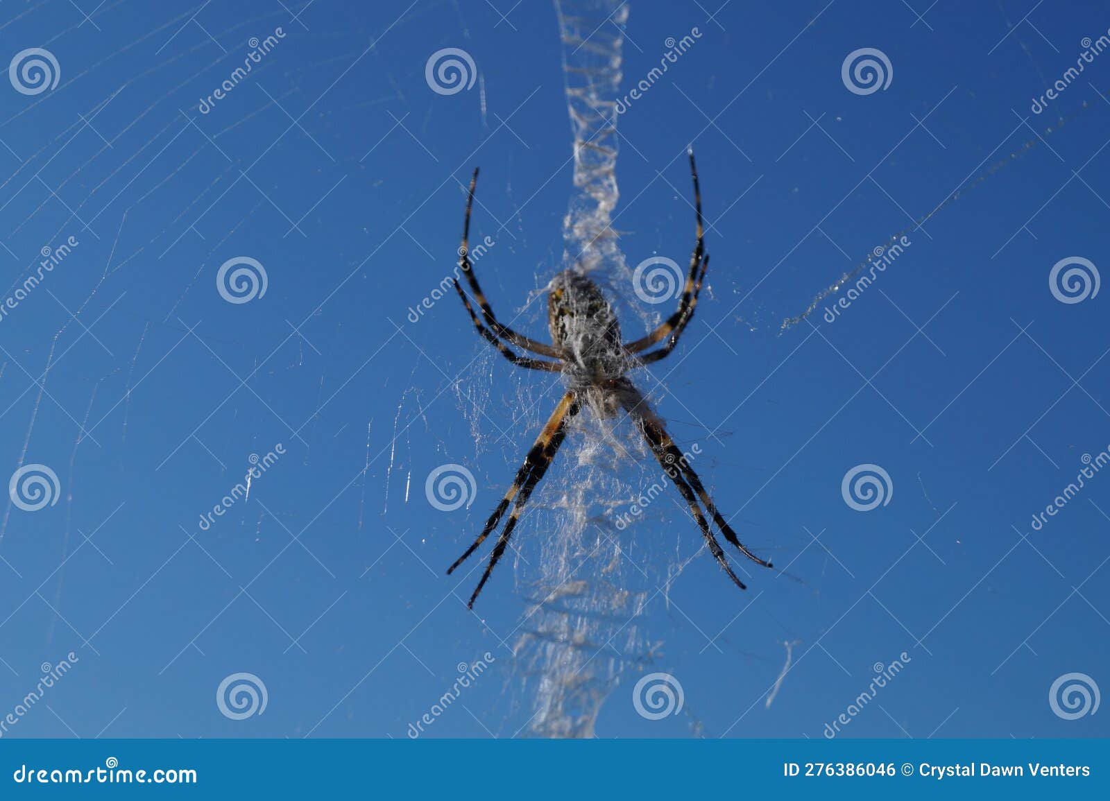 Writing Spider stock photo. Image of writing, spider - 276386046