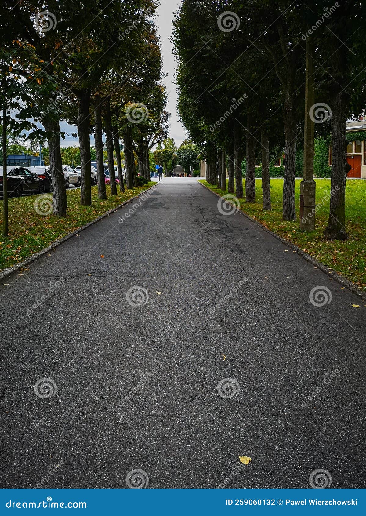 Small Path with Line of Trees on Both Sides Next To Centennial Hall ...