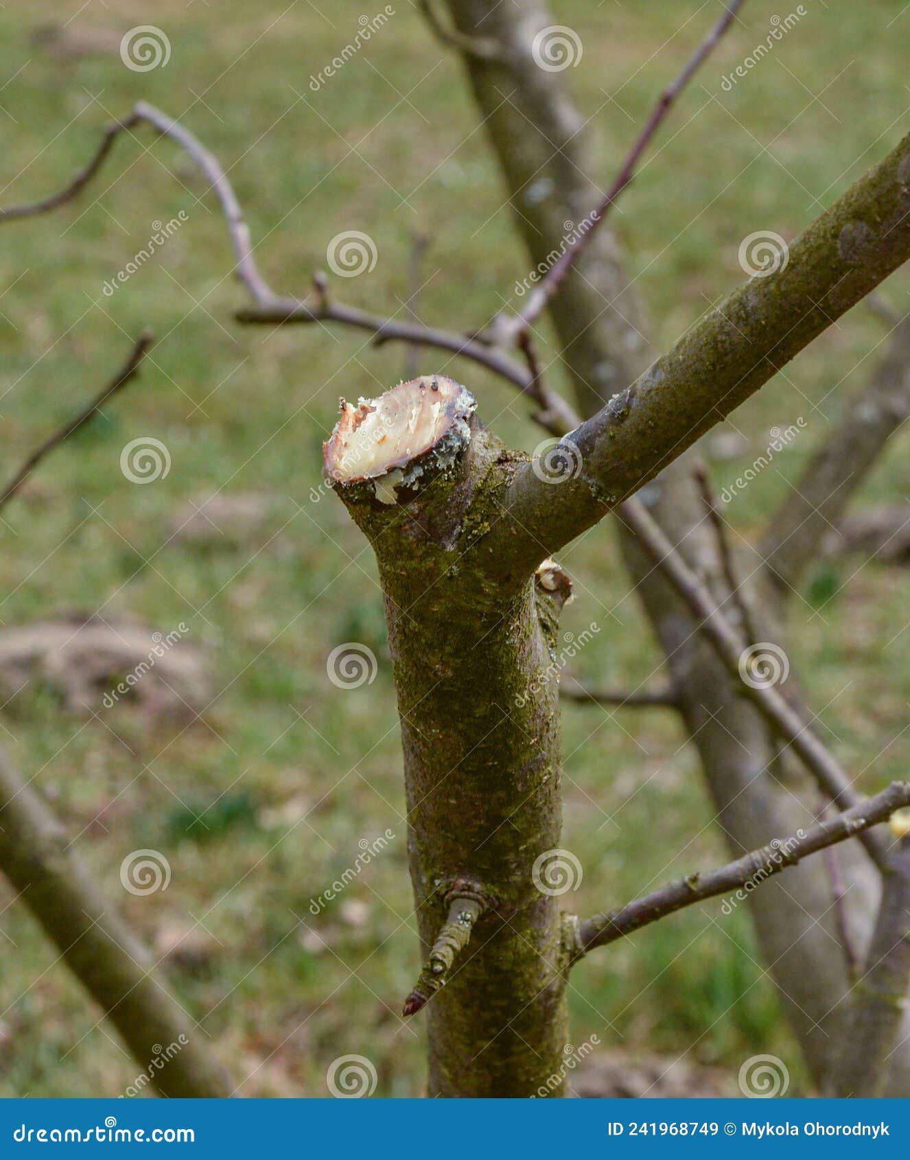 Improper Pruning of Trees Using Heading Cuts Stock Image - Image of ...