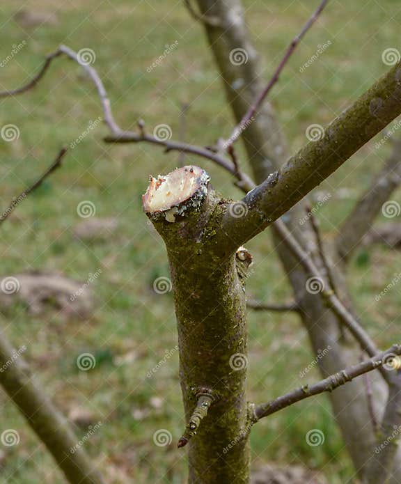 Improper Pruning of Trees Using Heading Cuts Stock Image - Image of ...