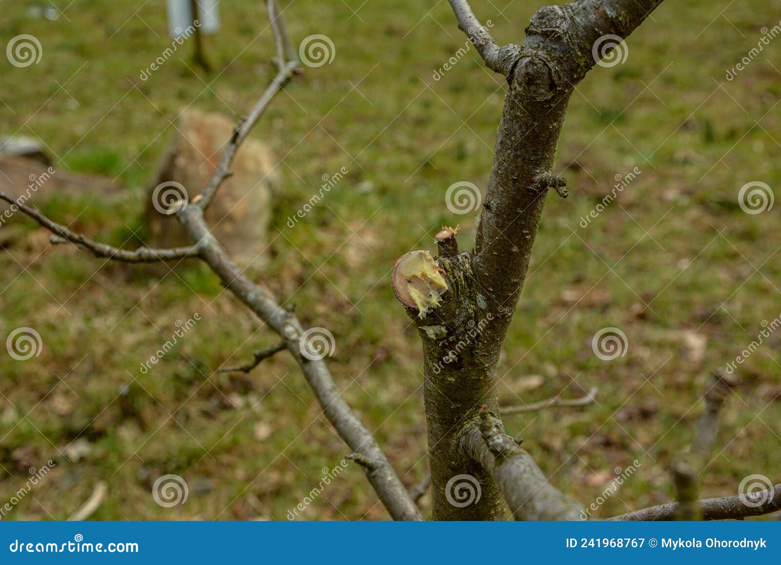 Improper Pruning of Trees Using Heading Cuts Stock Image - Image of ...