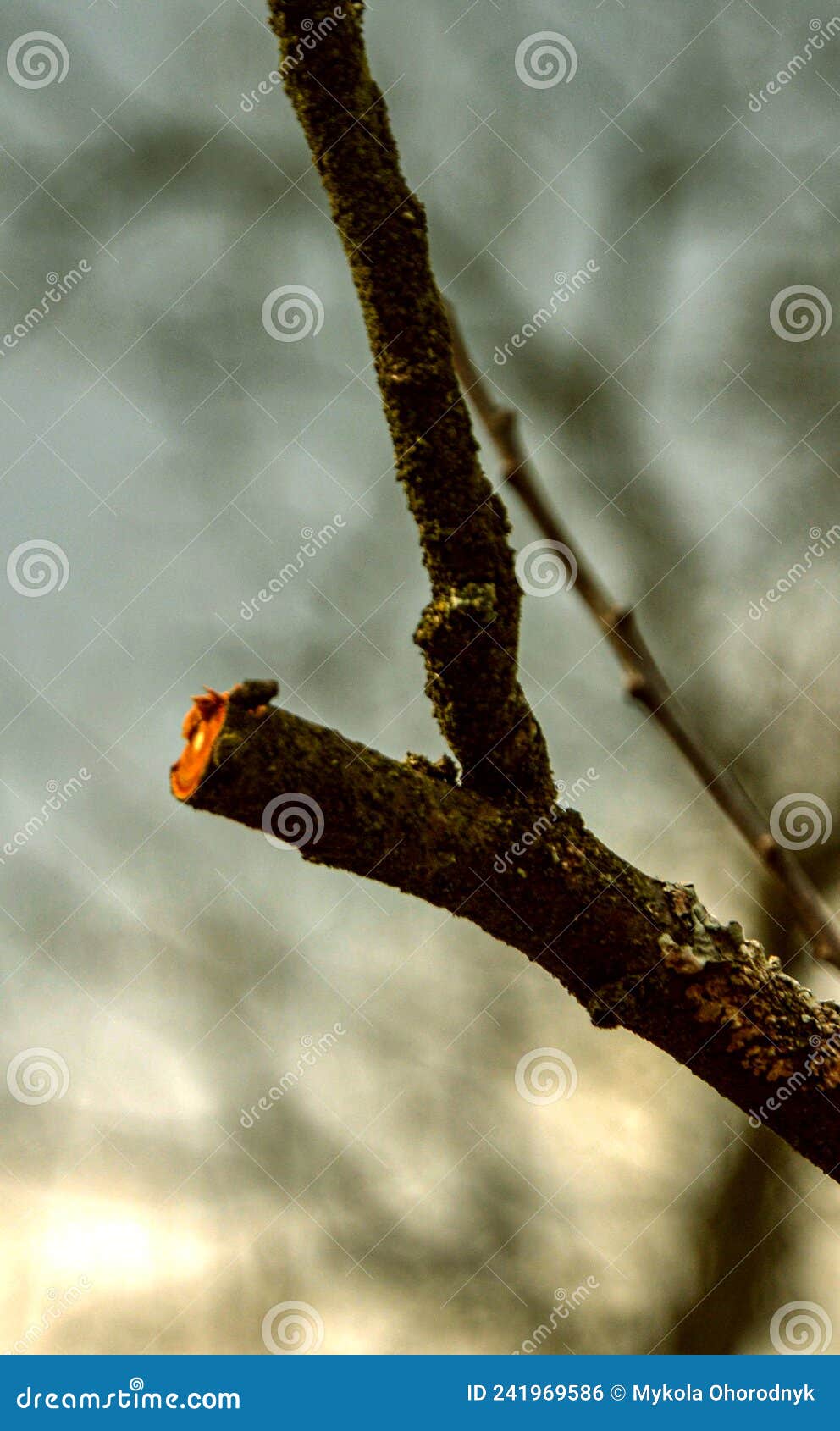 Improper Pruning of Trees Using Heading Cuts Stock Photo - Image of ...