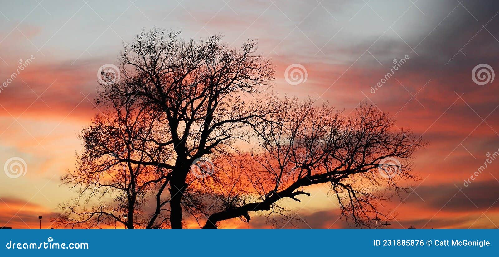 Wrong turn tree Kansas stock photo. Image of nature - 231885876