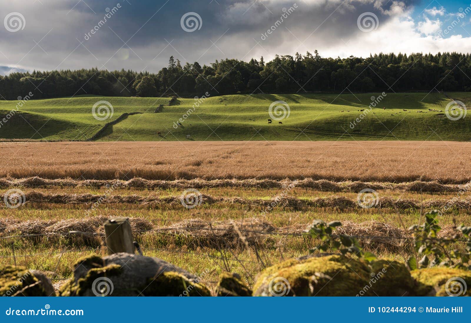Scottish lowland landscape stock photo. Image of spruce - 102444294