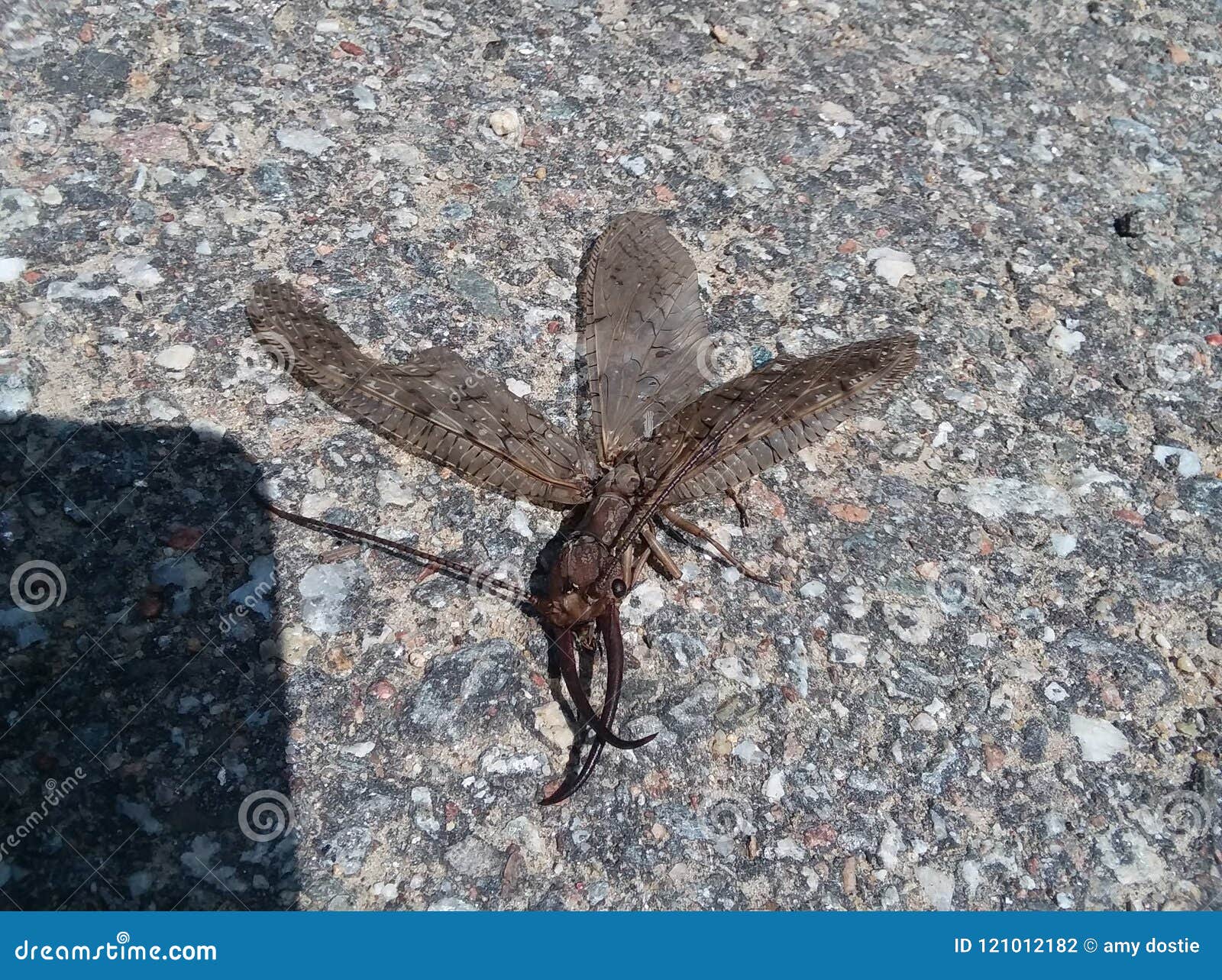 WTF! stock photo. Image of like, mosquito, vampire, ginormous - 121012182