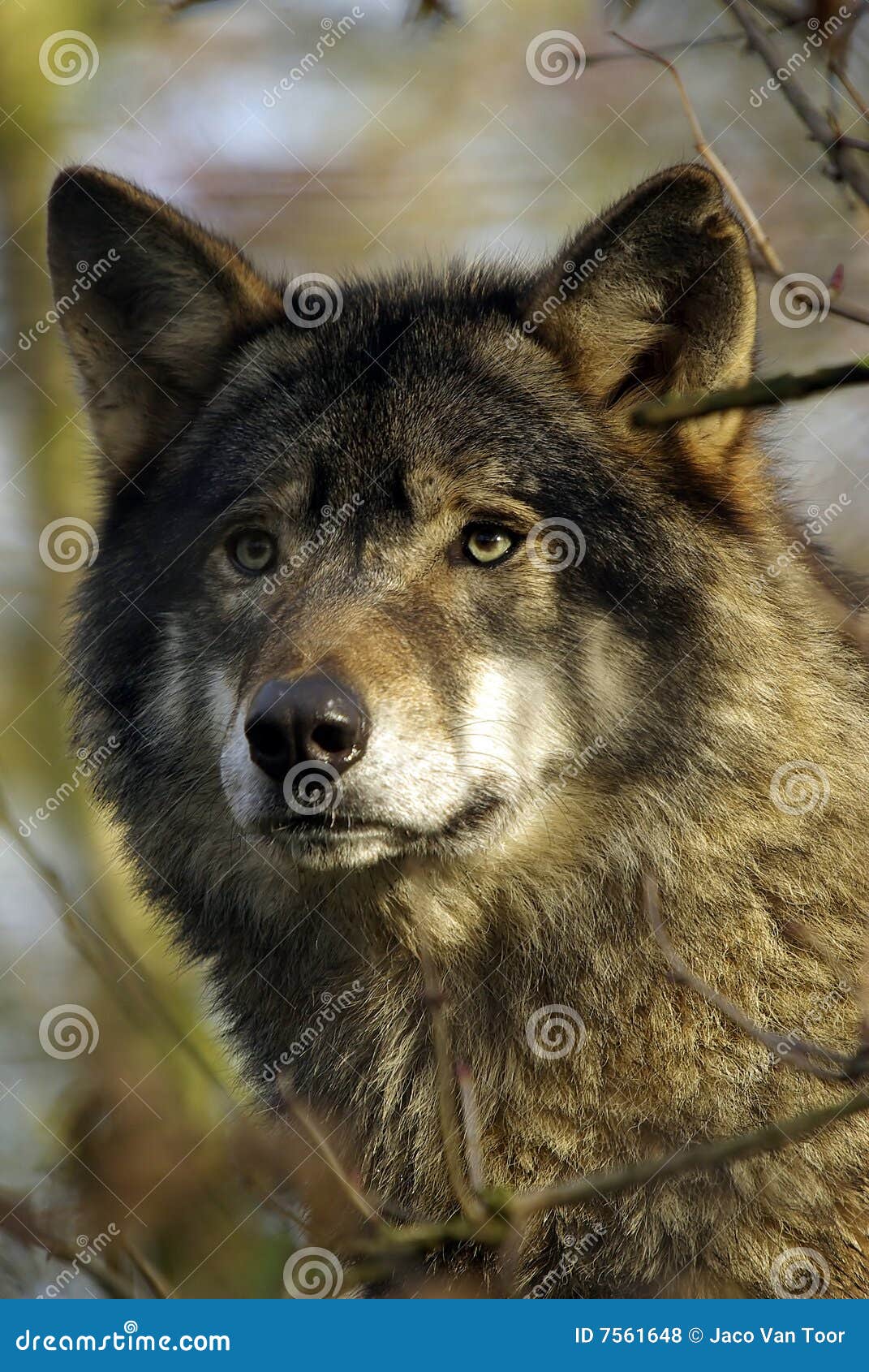 Wulf stock photo. Image of eyes, jaco, wulf, wildlife - 7561648