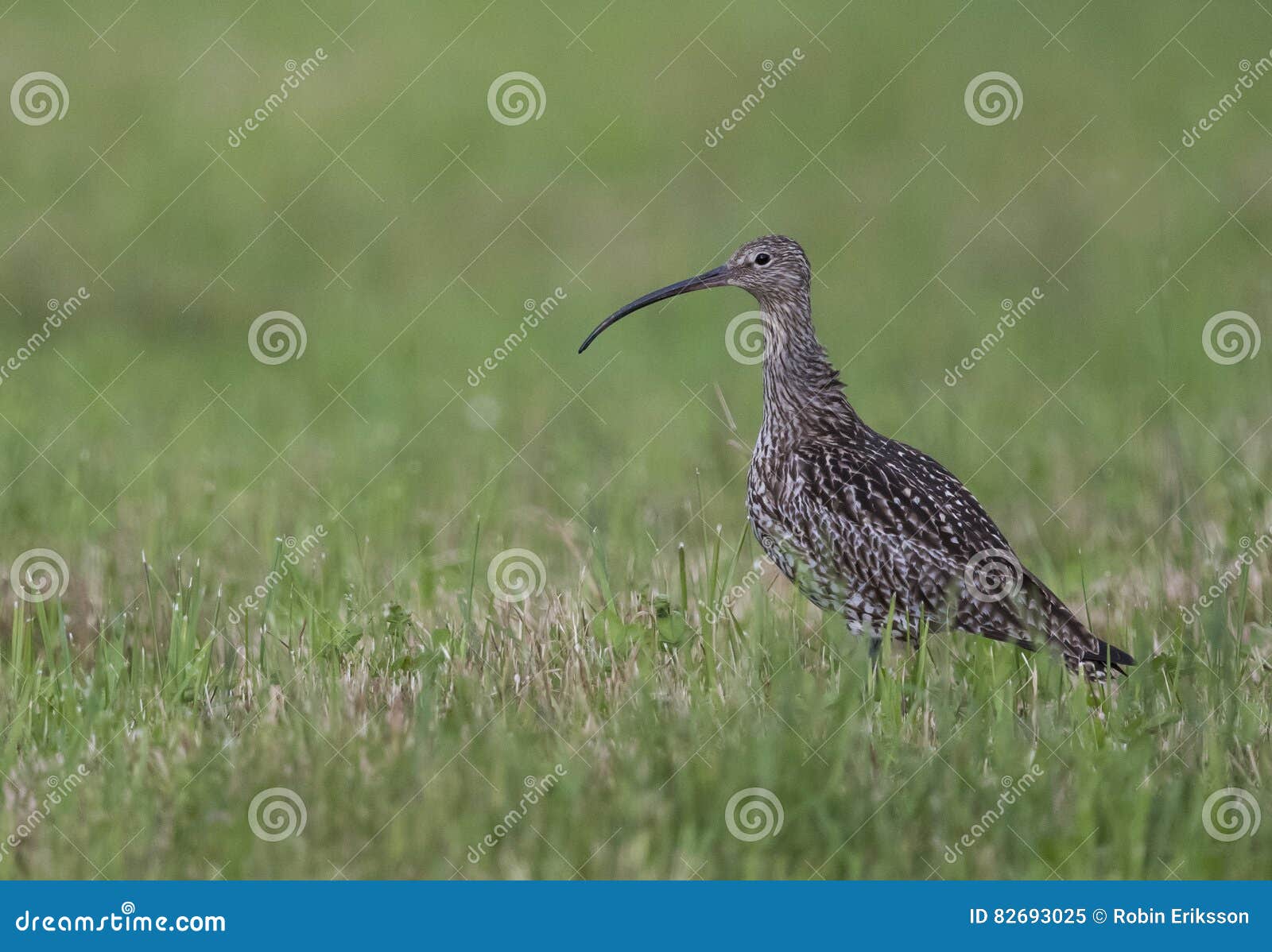 Wulp stock afbeelding. Image of sluit, groen, lang, vogel - 82693025