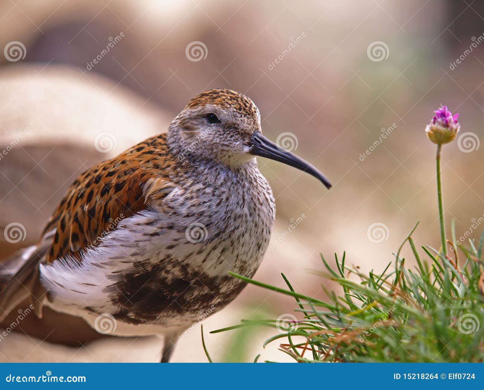 Wulp & Bloem Met Een Lange Snavel Stock Foto - Image of vlieg, leuk ...