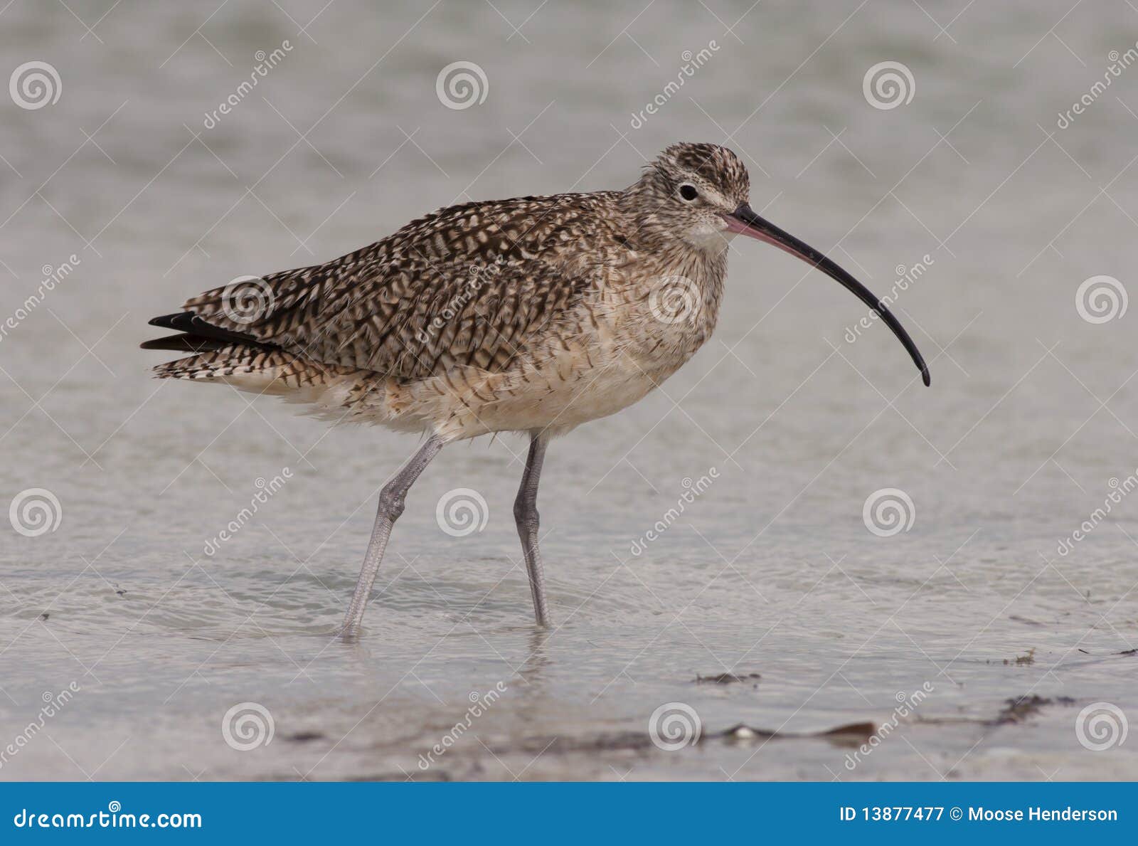 Wulp met een lange snavel stock afbeelding. Image of schepsel - 13877477