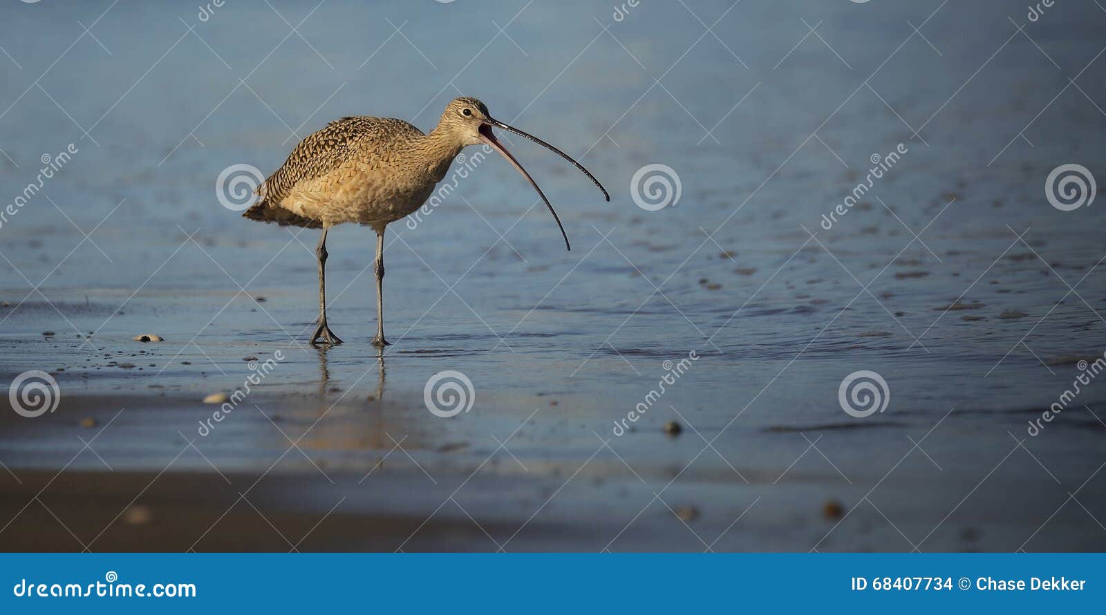 Wulp met een lange snavel stock foto. Image of bellen - 68407734