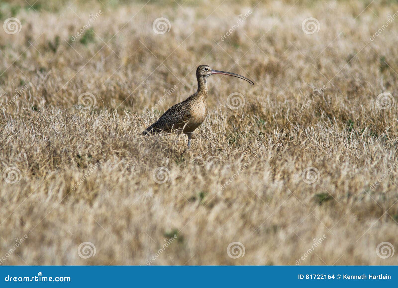 Wulp met een lange snavel stock foto. Image of texas - 81722164