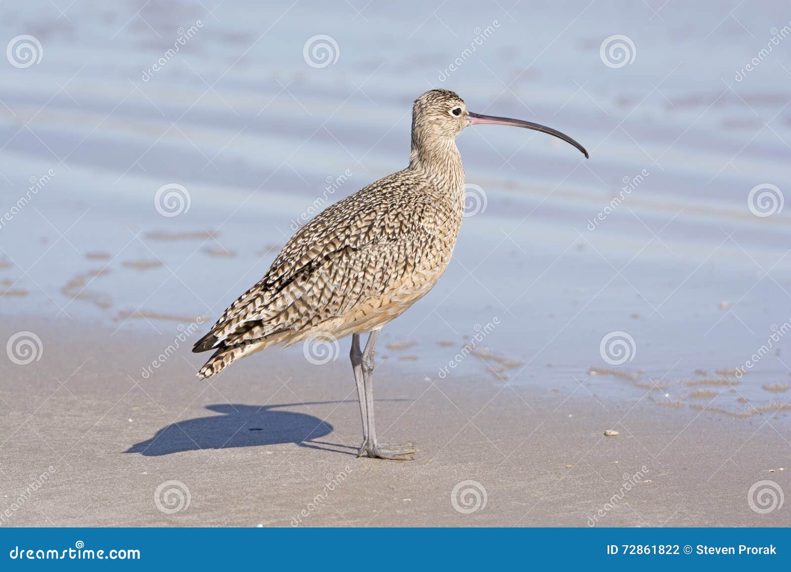 Wulp Met Een Lange Snavel Op De Kust Stock Foto - Image of kust, toneel ...