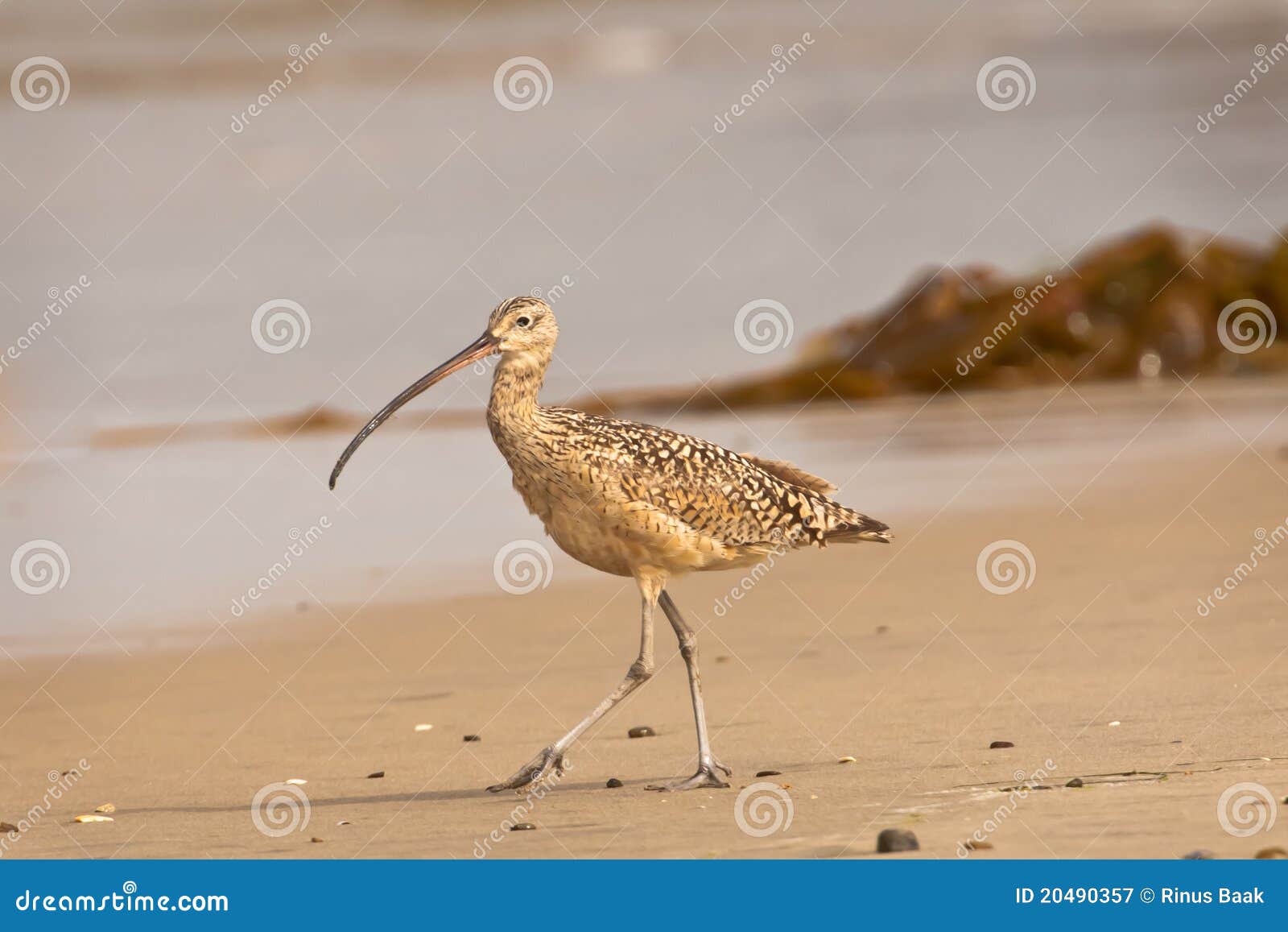 Wulp Met Een Lange Snavel Op Strand Stock Afbeelding - Image of strand ...