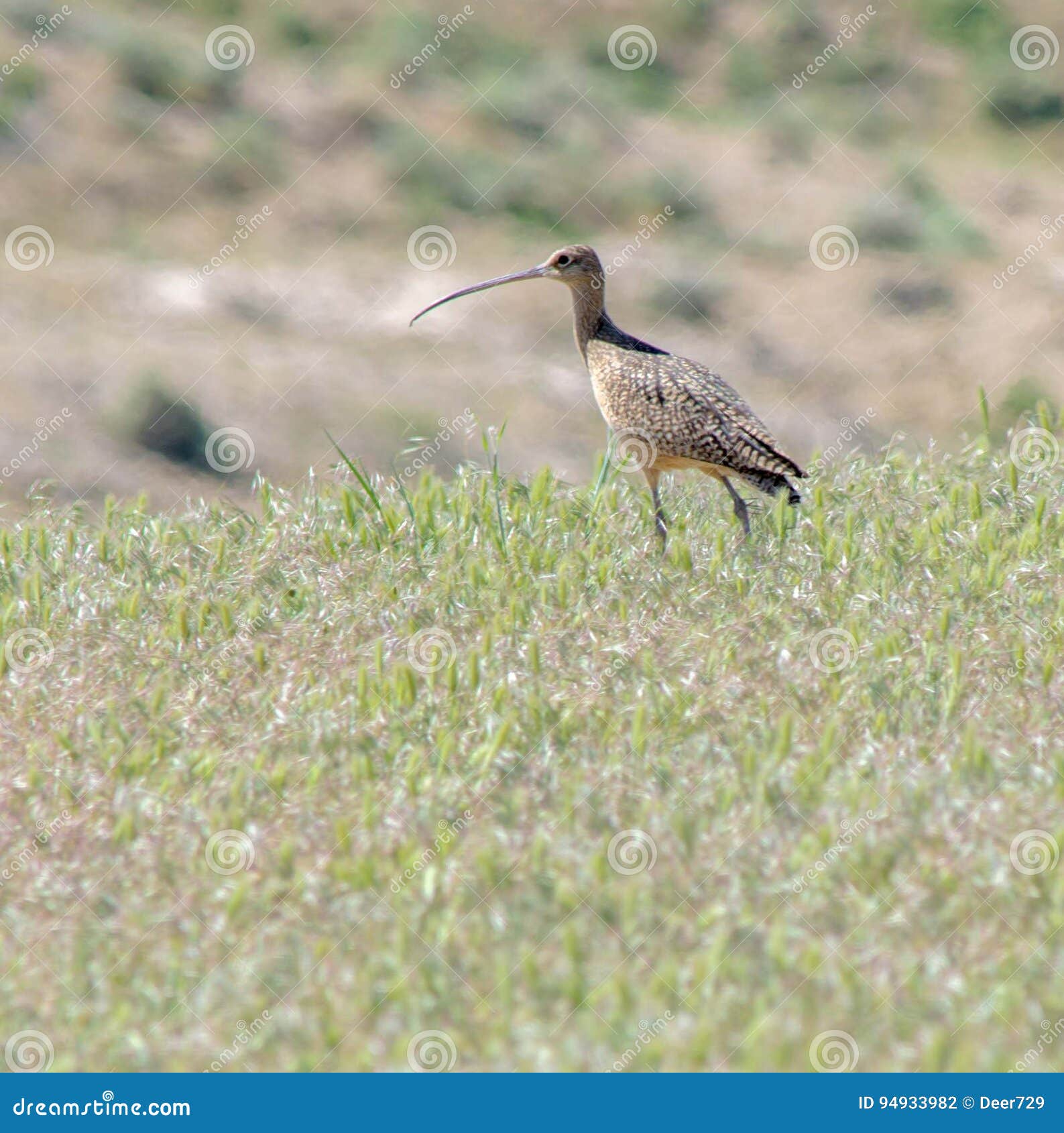 Wulpvogel Met Een Lange Snavel Stock Foto - Image of gebied, wulp: 94933982