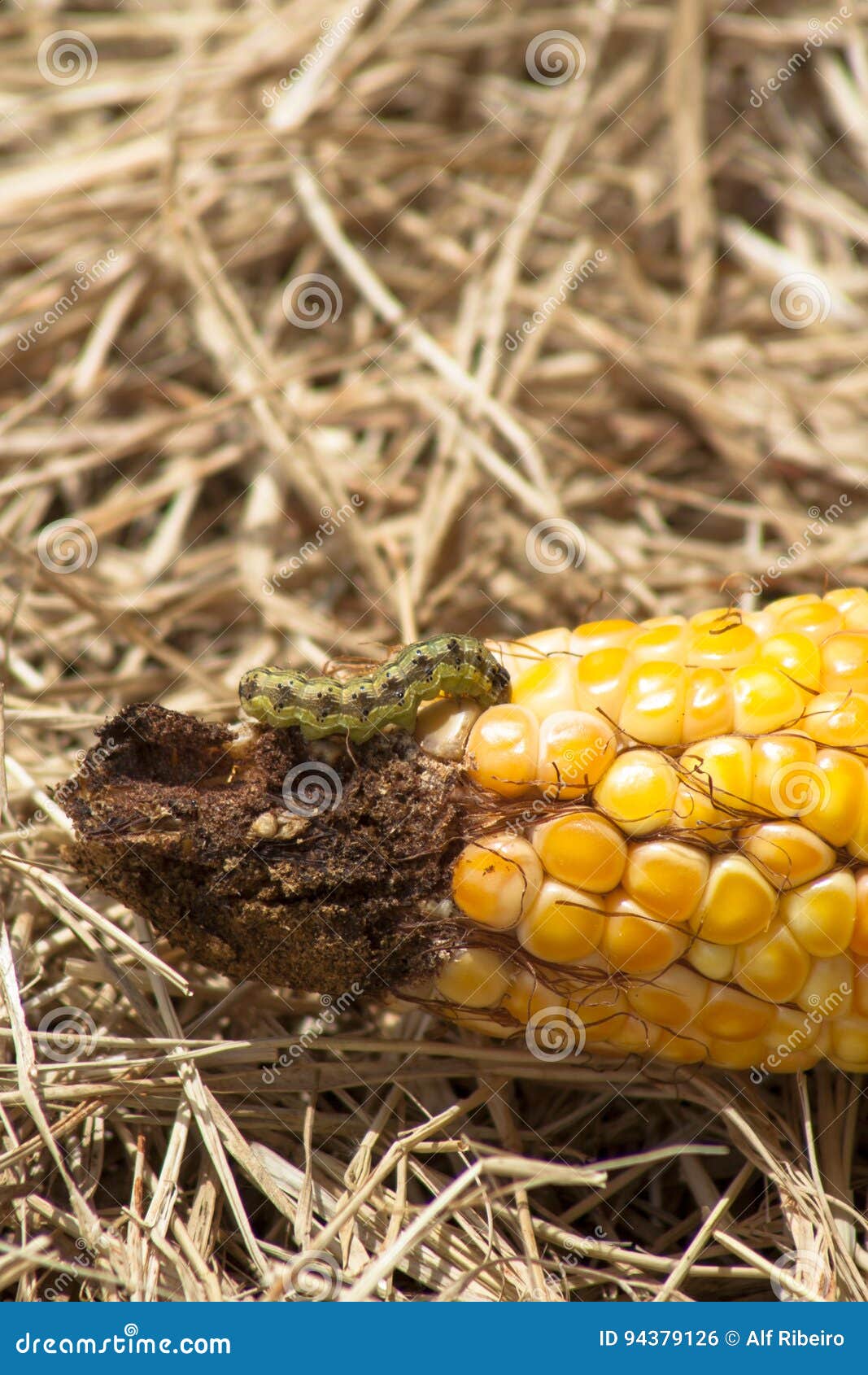 Wurm im Mais stockfoto. Bild von futter, bauernhof, frucht - 94379126