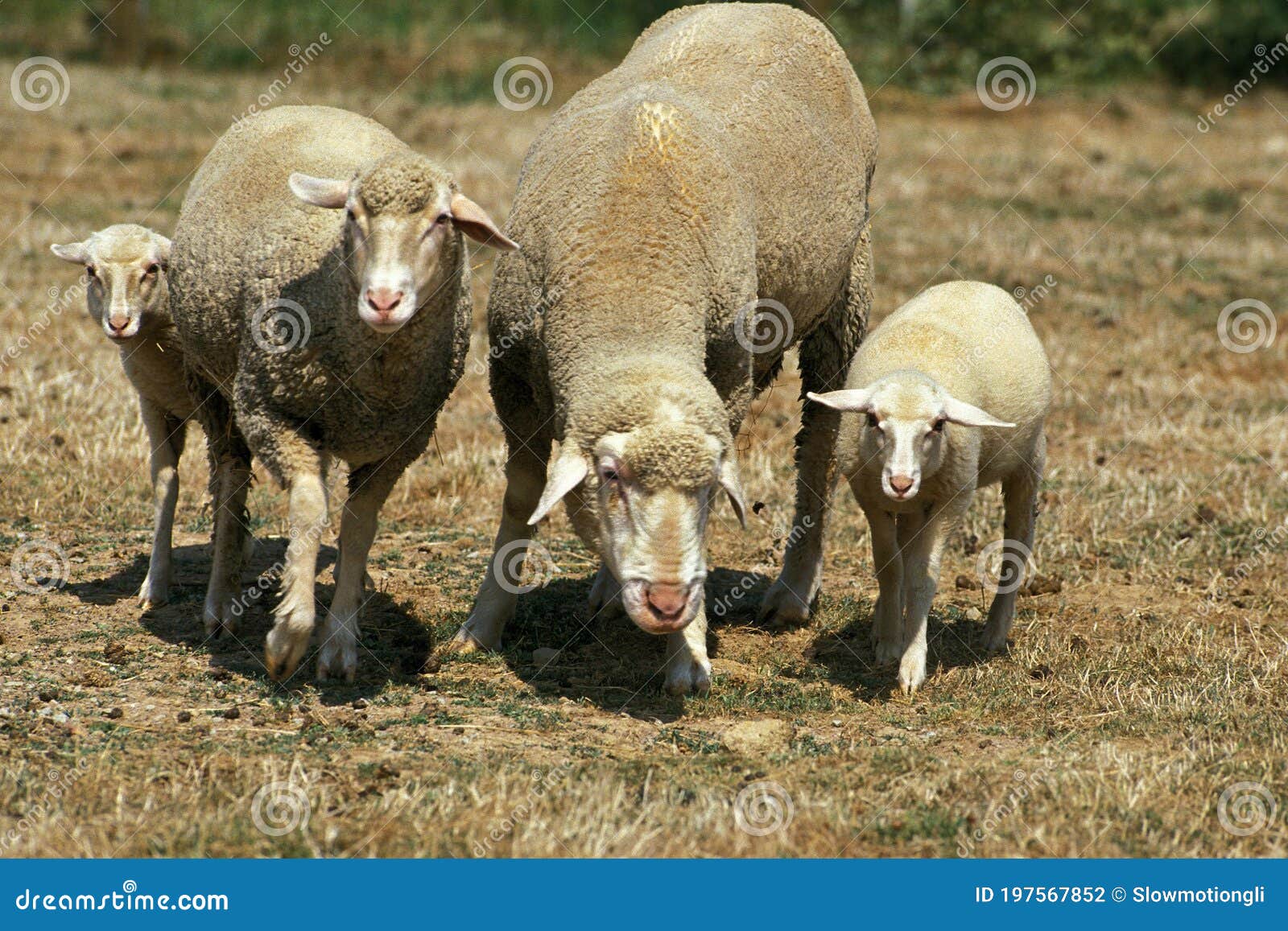 Wurtemberg Domestic Sheep, German Breed, Ewe and Lamb Stock Photo ...