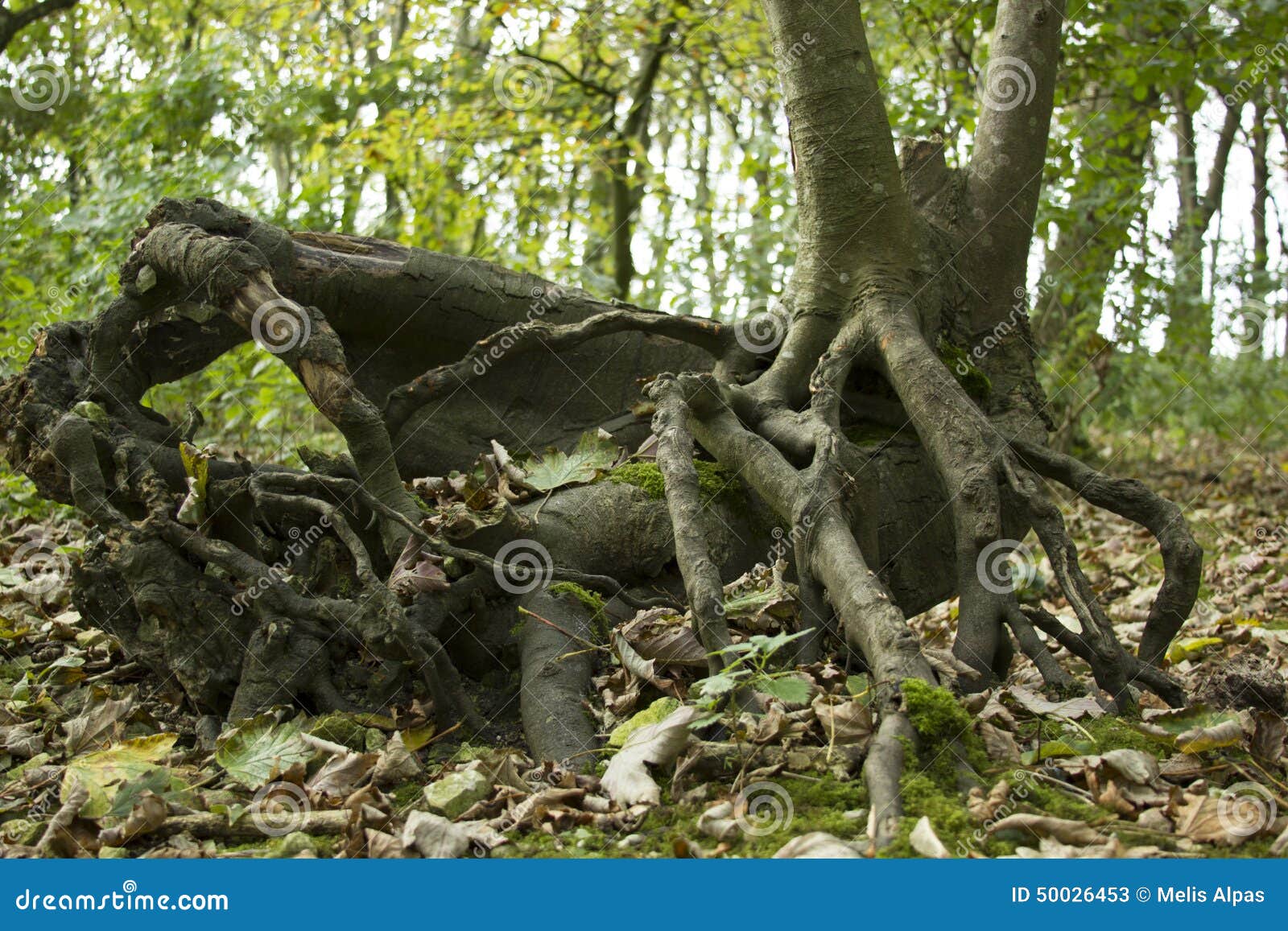Wurzeln stockbild. Bild von ätherisch, herbst, frech - 50026453
