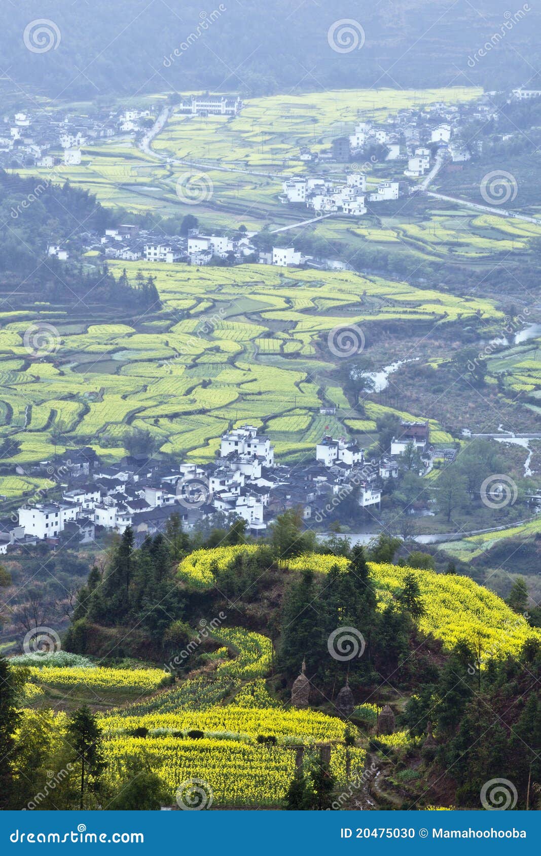 Wuyuan, China: Terraced Field Stock Photo - Image of green, houses ...