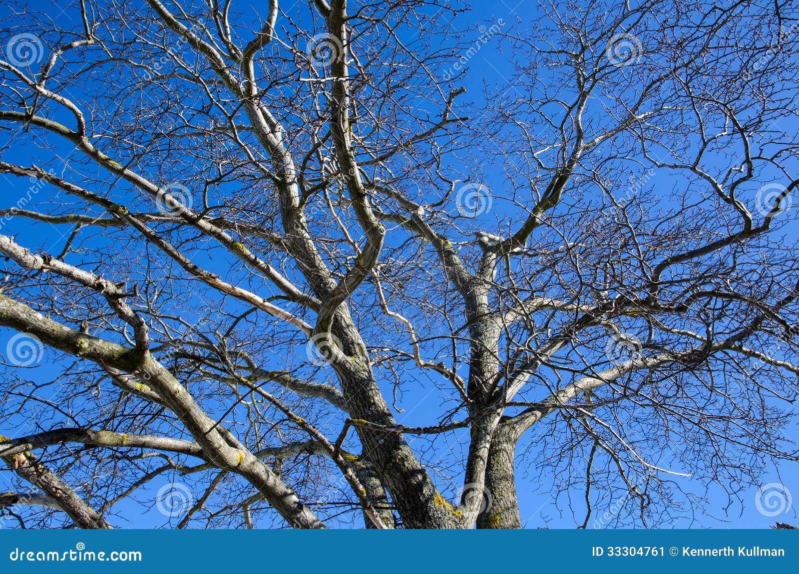 Wych Elm tree stock image. Image of sweden, deciduous - 33304761