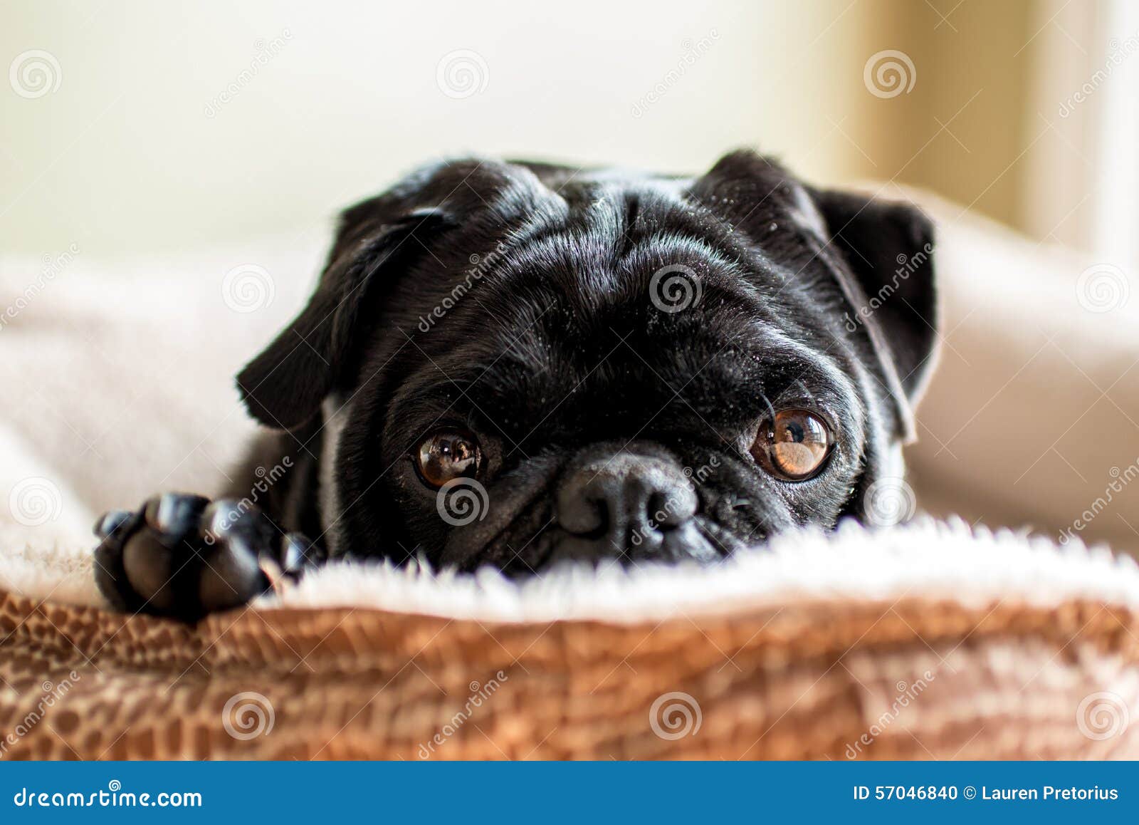 Wygodny Czarny mops zdjęcie stock. Obraz złożonej z pies - 57046840