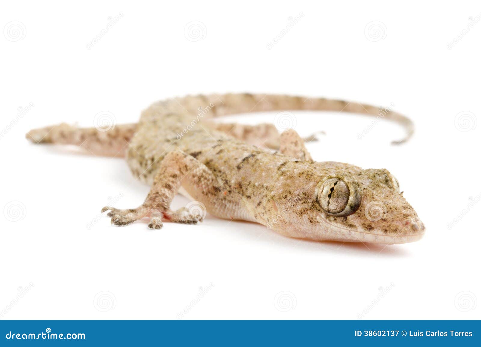 Wzup-Gecko stockbild. Bild von fauna, spezies, haut, geläufig - 38602137