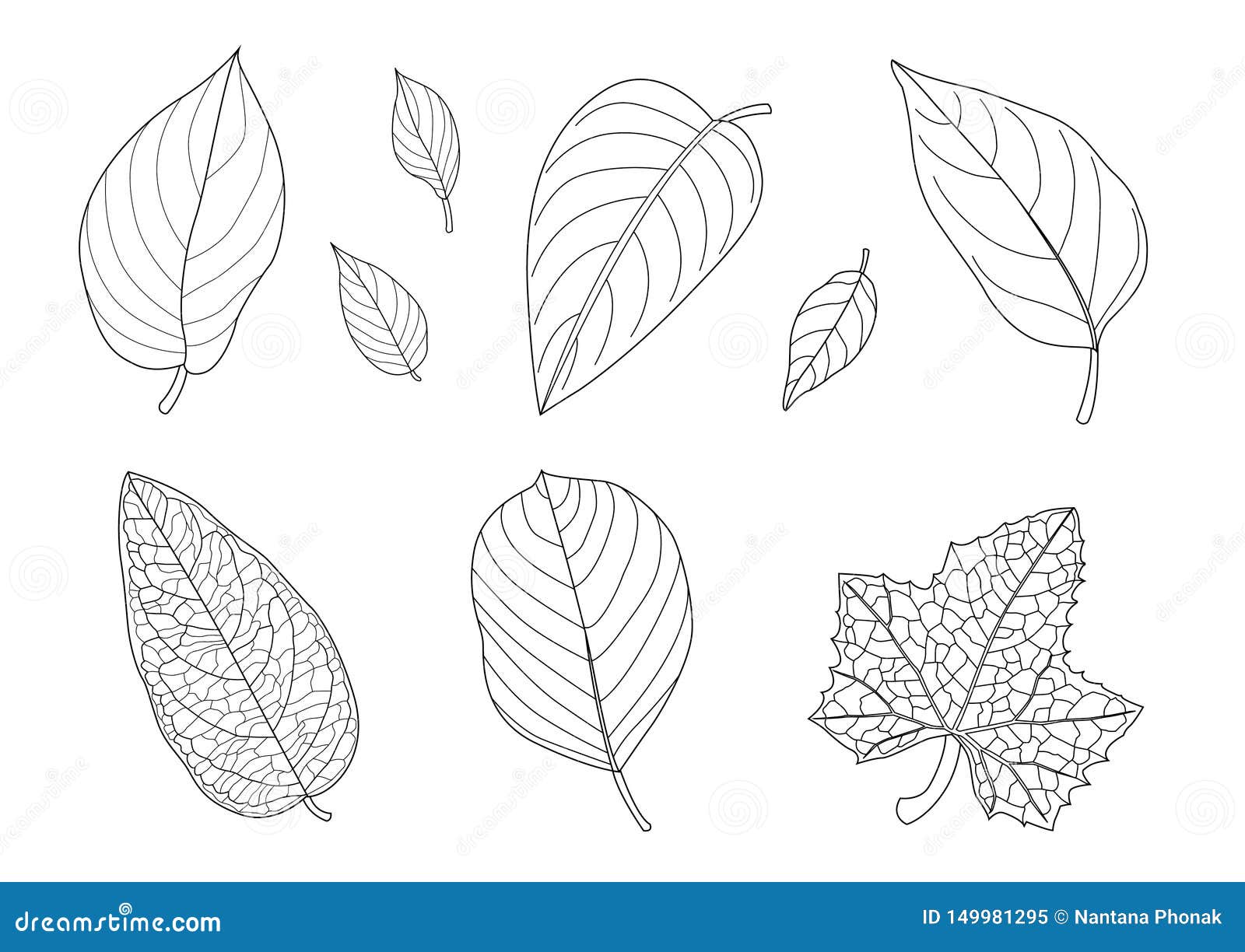 Leaves Line Single Leaf and Leaf Pattern Black Bring To Color Decorate ...