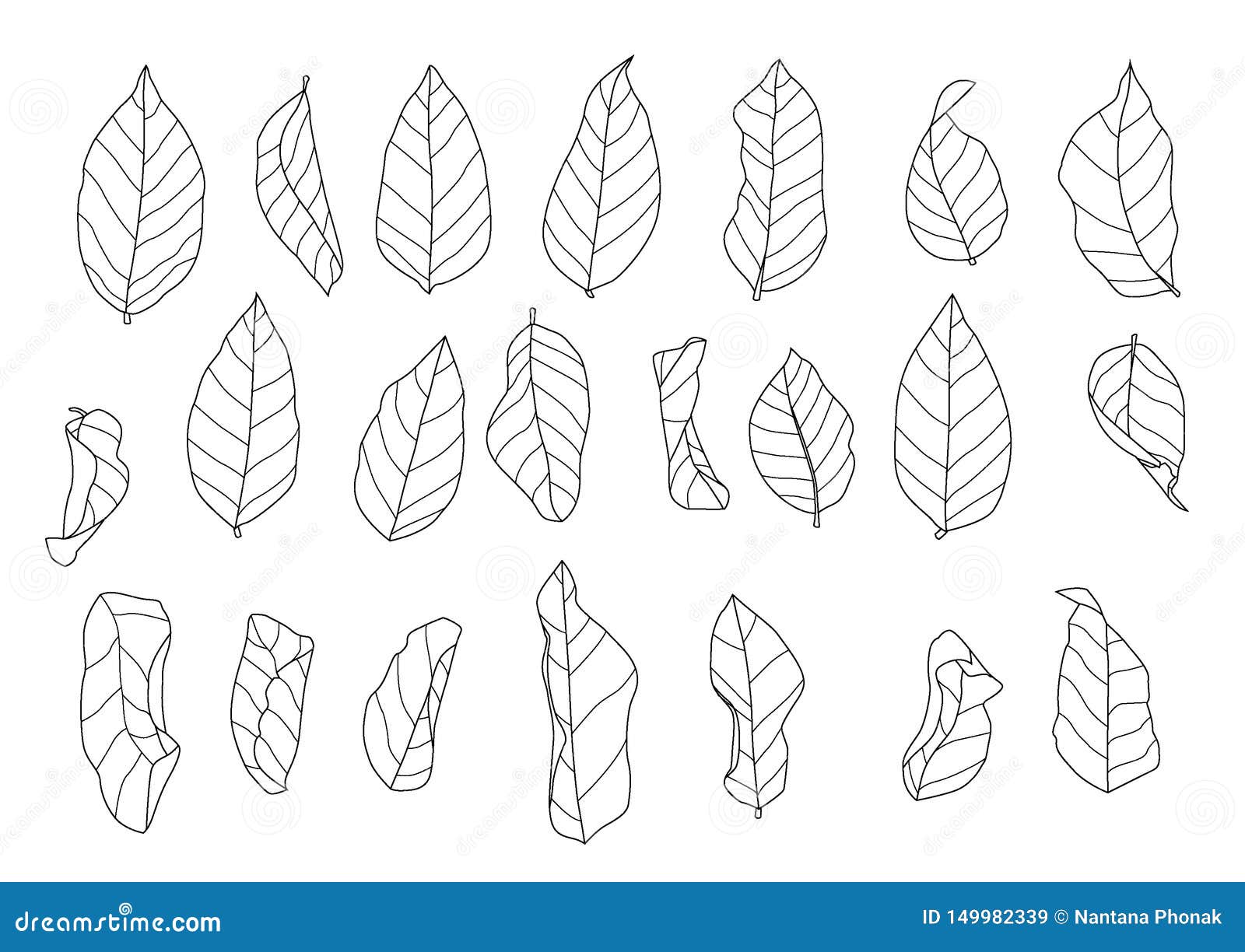 Skeletal Leaves Dry Leaf Lined Design and Black Line Single Leaf ...