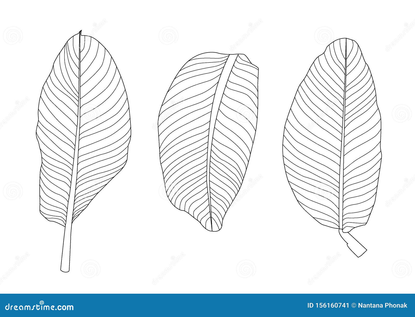 Leaves Line Single Leaf and Leaf Pattern Black Bring To Color Decorate ...