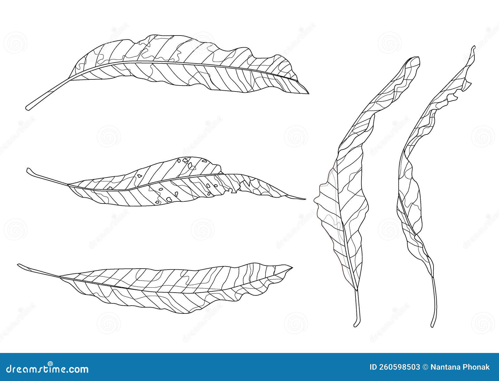 Skeletal Dry Mango Leaves and Leaf White Black Isolated Line Design on ...