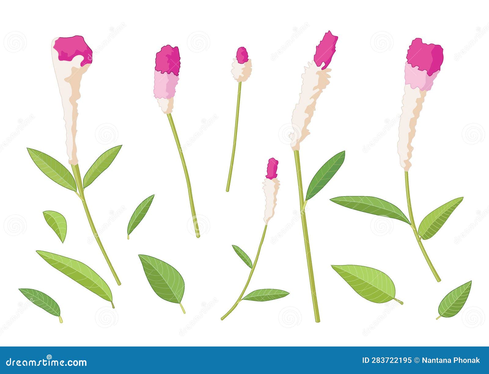 Cockscomb Flower and Cockscomb Flower Leaf Isolated on White Background ...