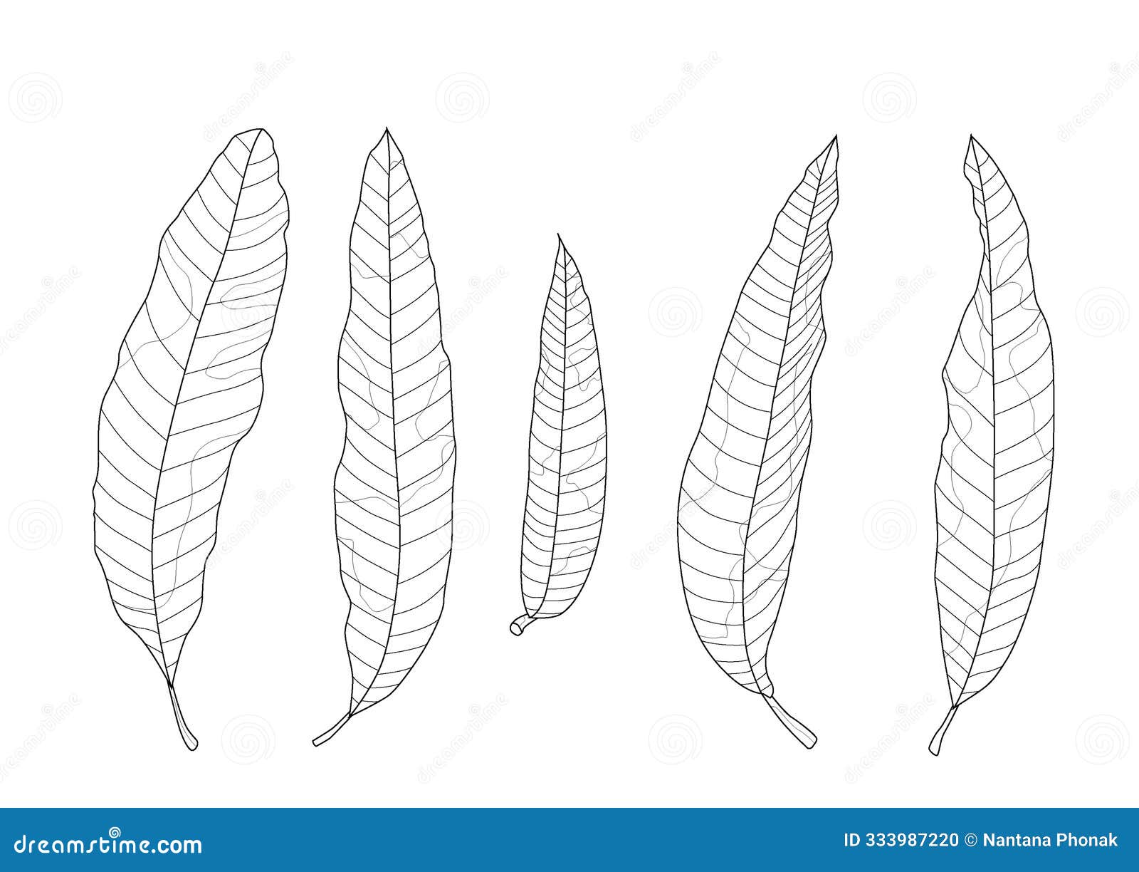Leaves Line Single Leaf and Leaf Pattern Black Bring To Color Decorate ...
