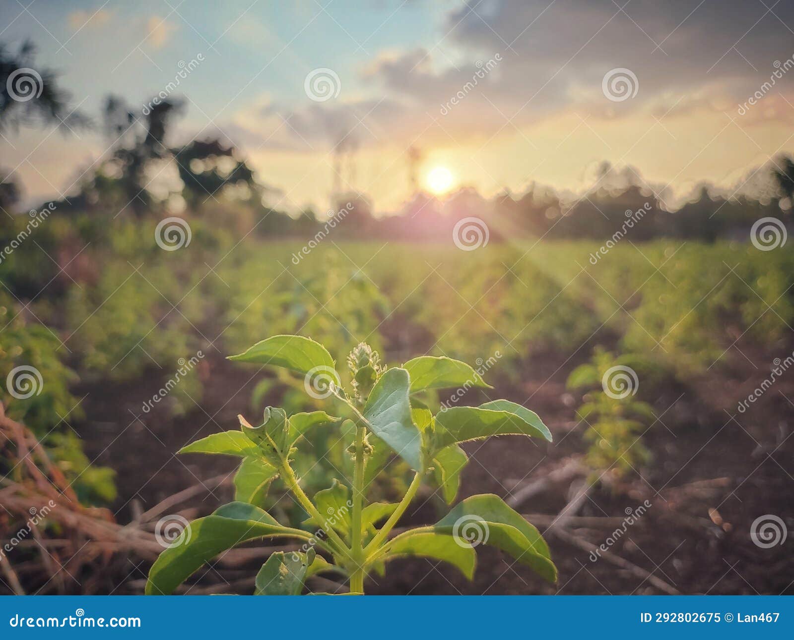 & X22;Beautiful Basil Plants in the Evening. Native To Indonesia, a ...