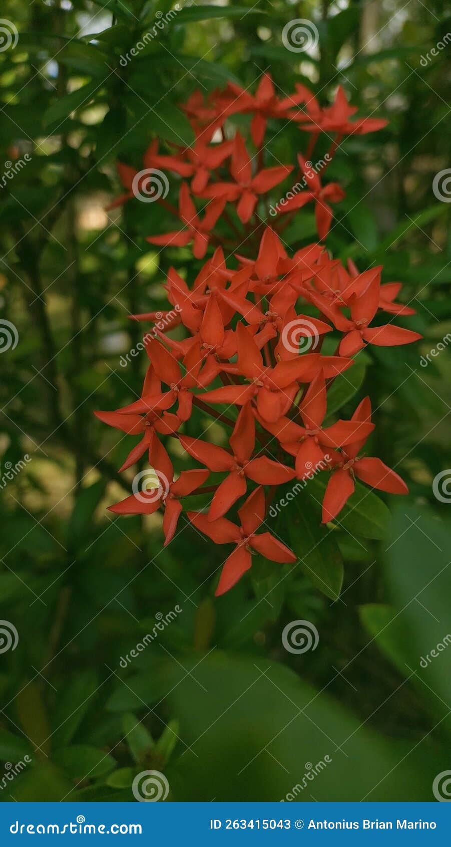 & X22;bunga Penari Latar& X22; is a Tropical Plant Stock Image - Image ...