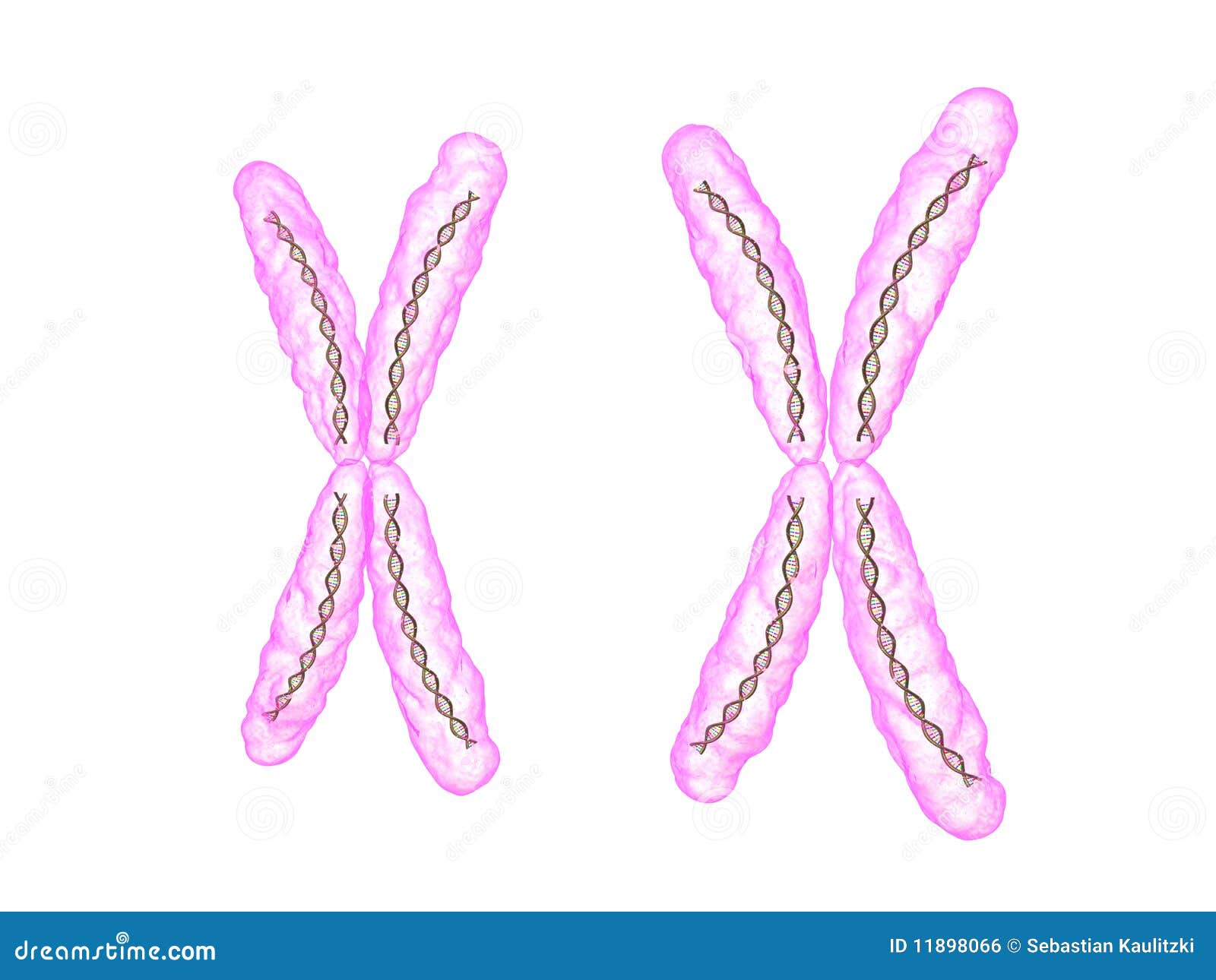 X-Chromosom stock abbildung. Illustration von medizinisch - 11898066